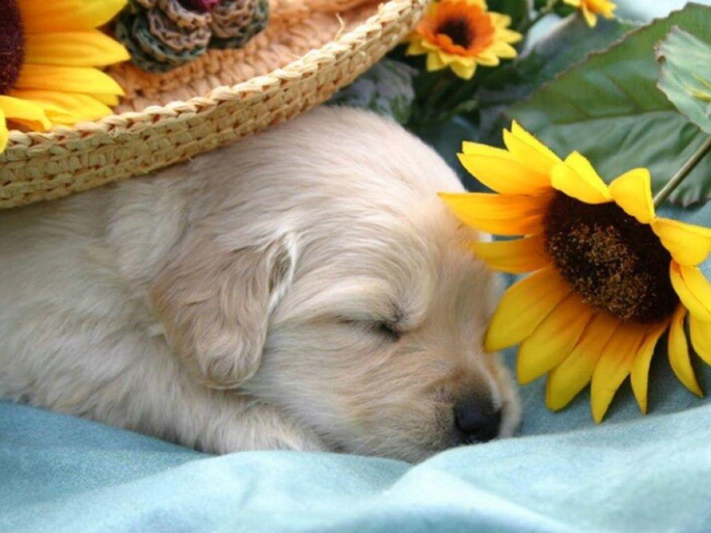 Dog Flower Wallpapers - Top Free Dog Flower Backgrounds - WallpaperAccess