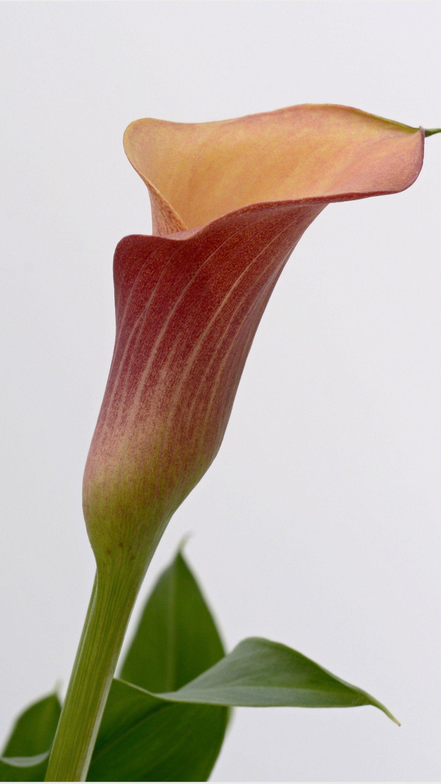 Calla Lily Wallpapers - Top Free Calla Lily Backgrounds - WallpaperAccess
