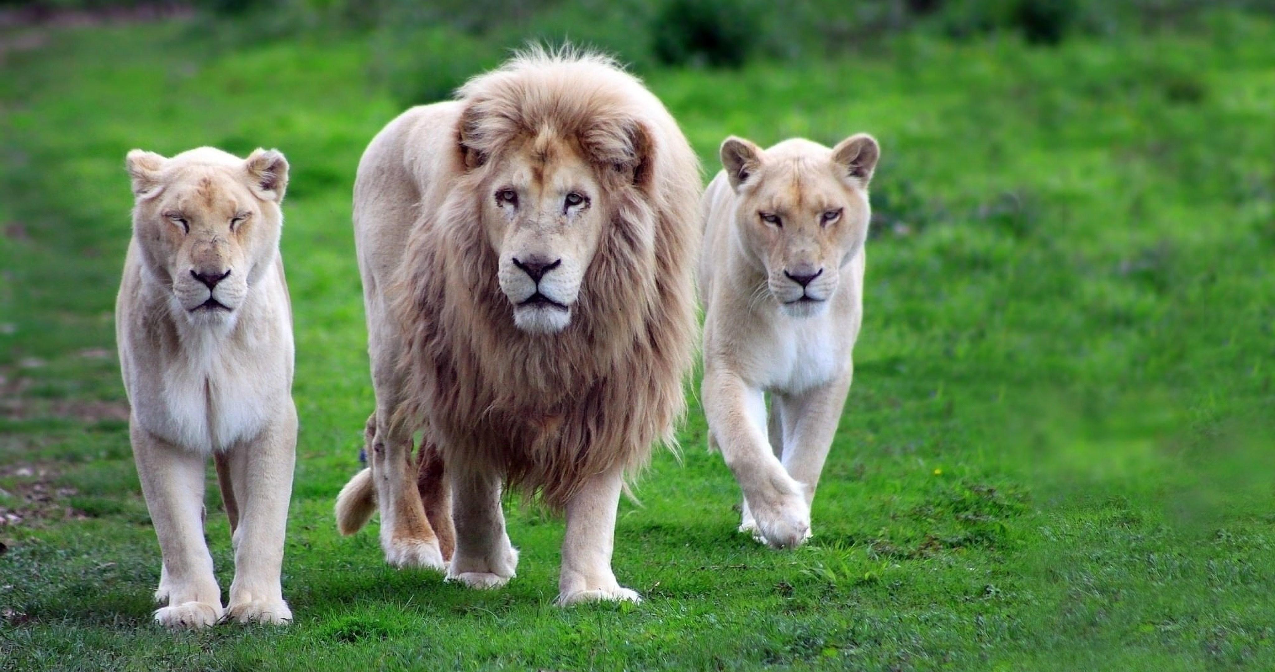 Animal Family HD Wallpapers - Top Free Animal Family HD Backgrounds ...