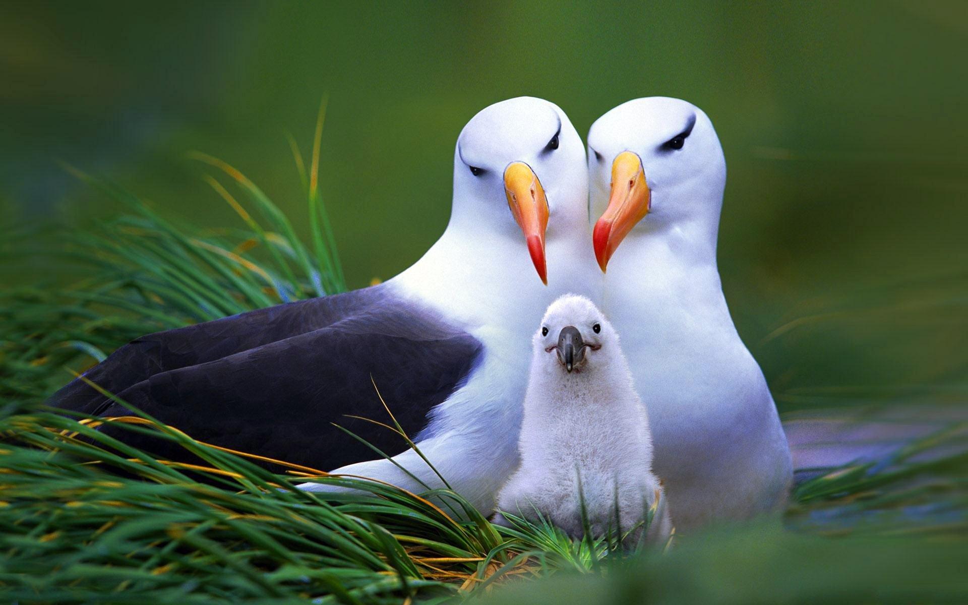 Albatross Wallpapers - Top Free Albatross Backgrounds - WallpaperAccess