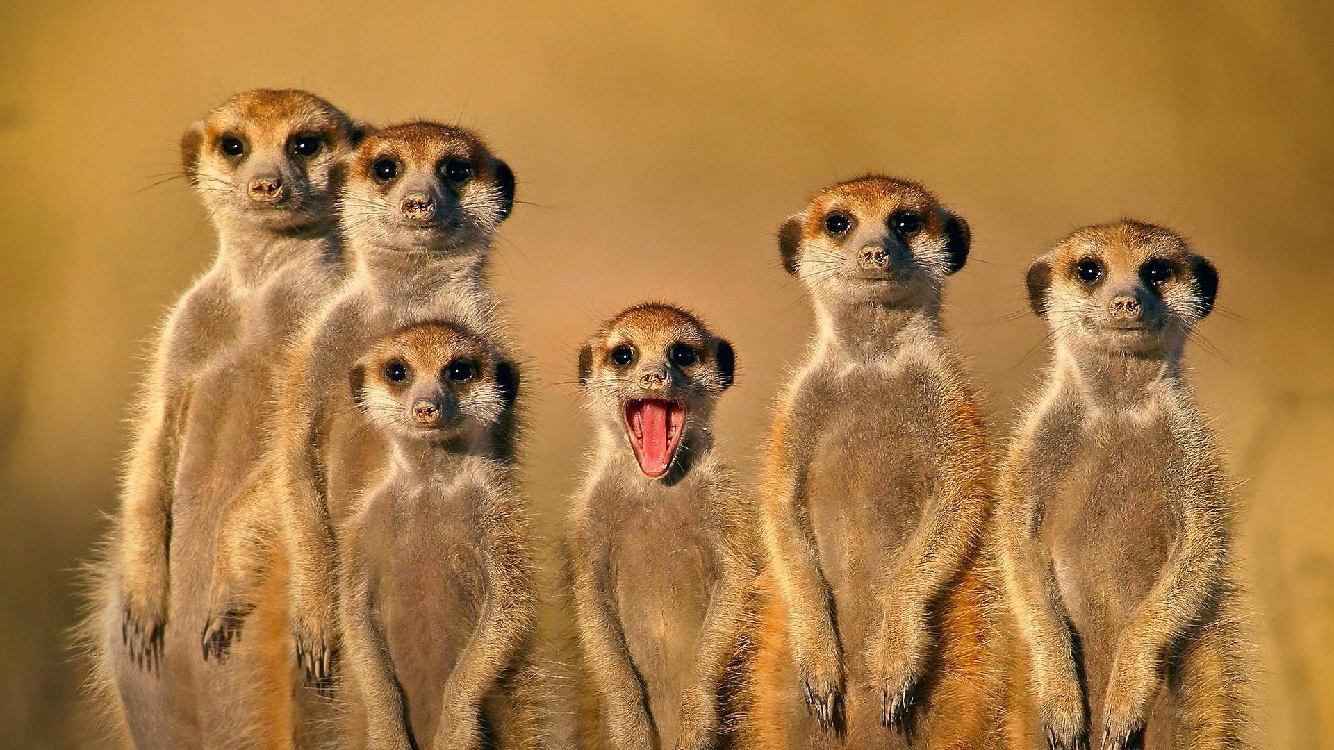 Animal Family HD Wallpapers - Top Free Animal Family HD Backgrounds ...