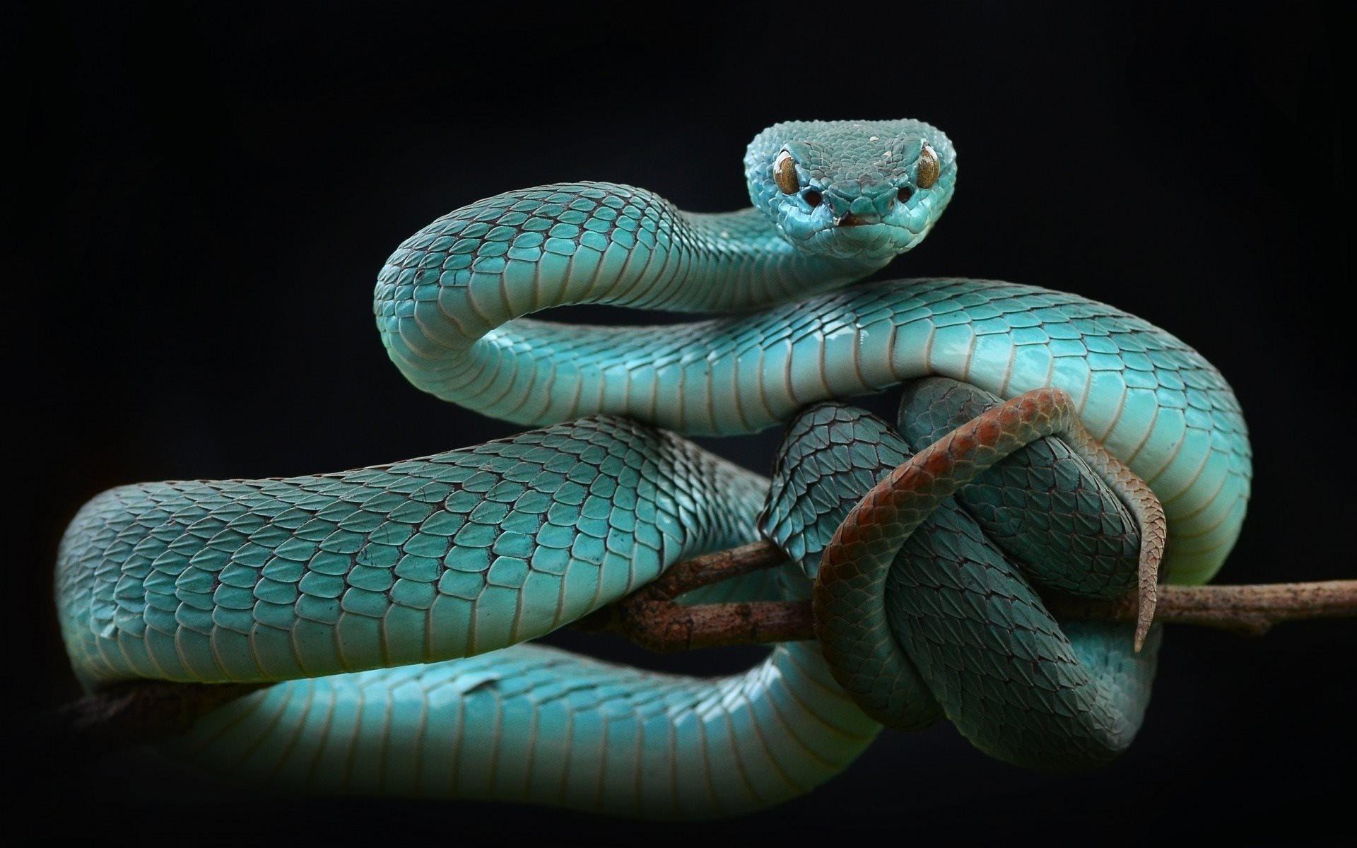 Beautiful Snake Wallpapers - Top Free Beautiful Snake Backgrounds ...