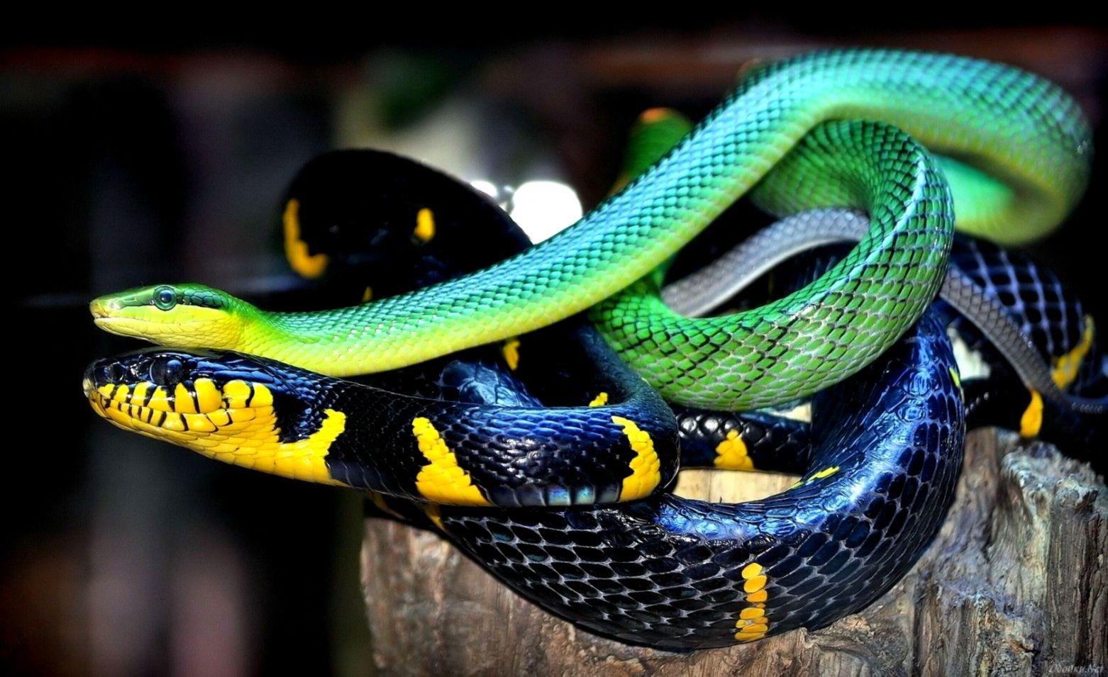 Beautiful Snake Wallpapers - Top Free Beautiful Snake Backgrounds ...