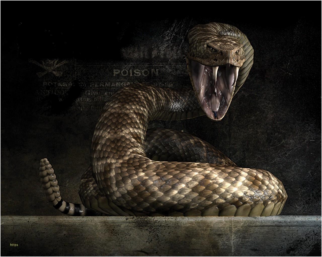 Beautiful Snake Wallpapers - Top Free Beautiful Snake Backgrounds ...