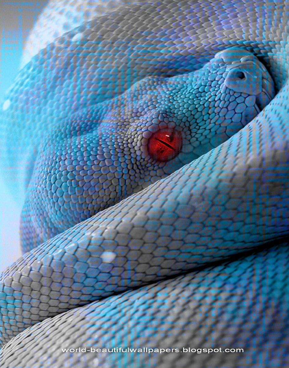Beautiful Snake Wallpapers - Top Free Beautiful Snake Backgrounds ...
