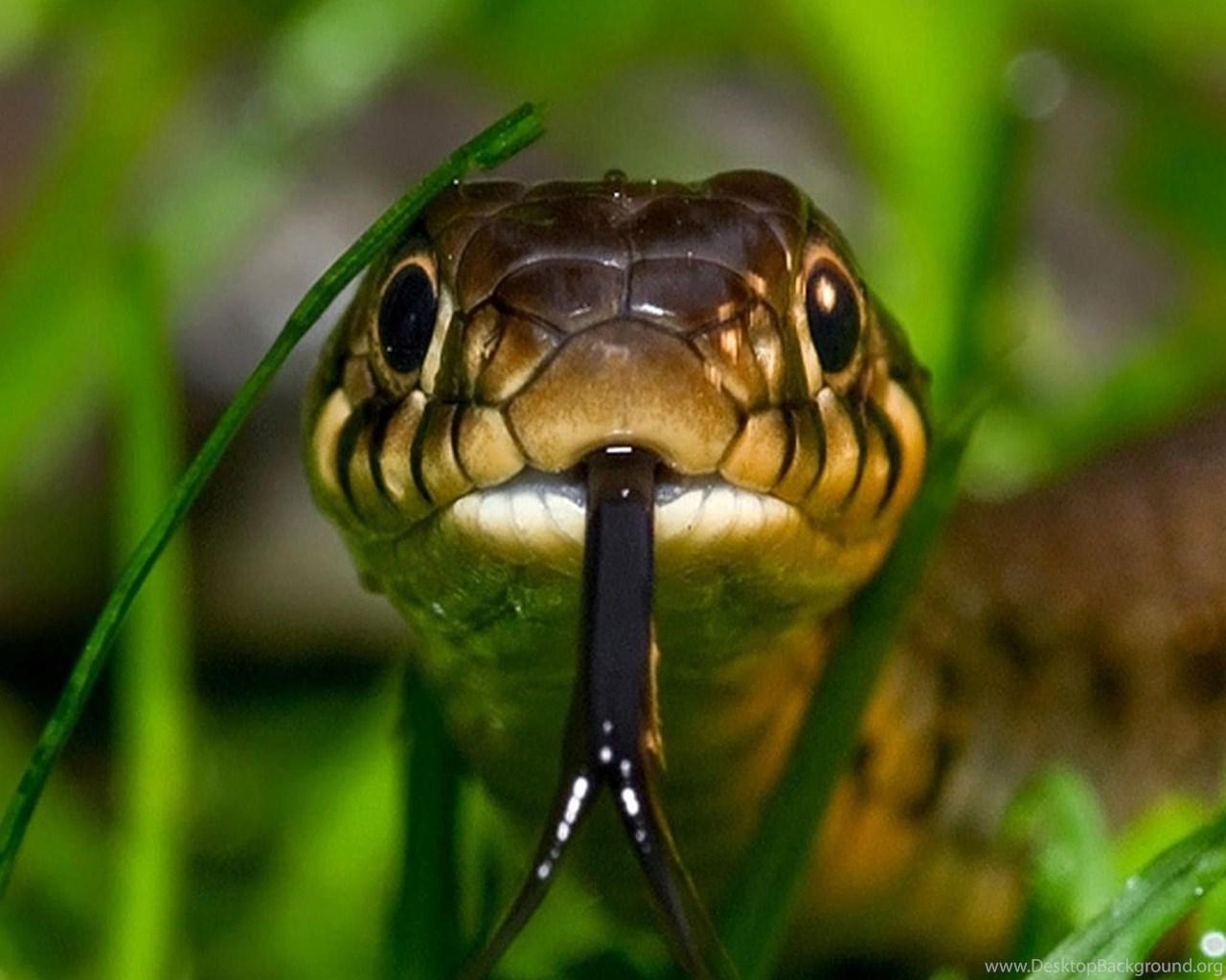 Beautiful Snake Wallpapers - Top Free Beautiful Snake Backgrounds ...