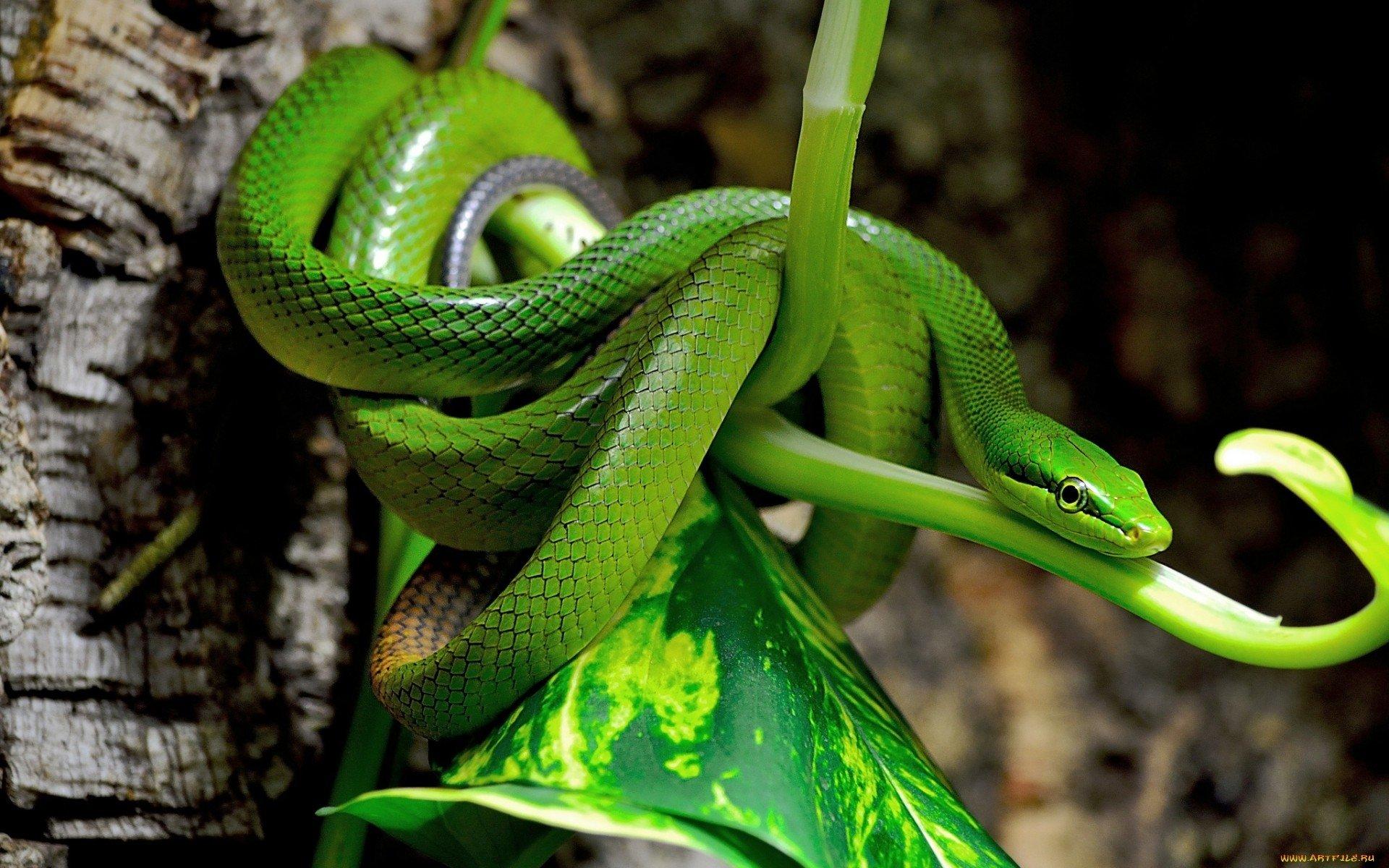 Beautiful Snake Wallpapers - Top Free Beautiful Snake Backgrounds ...