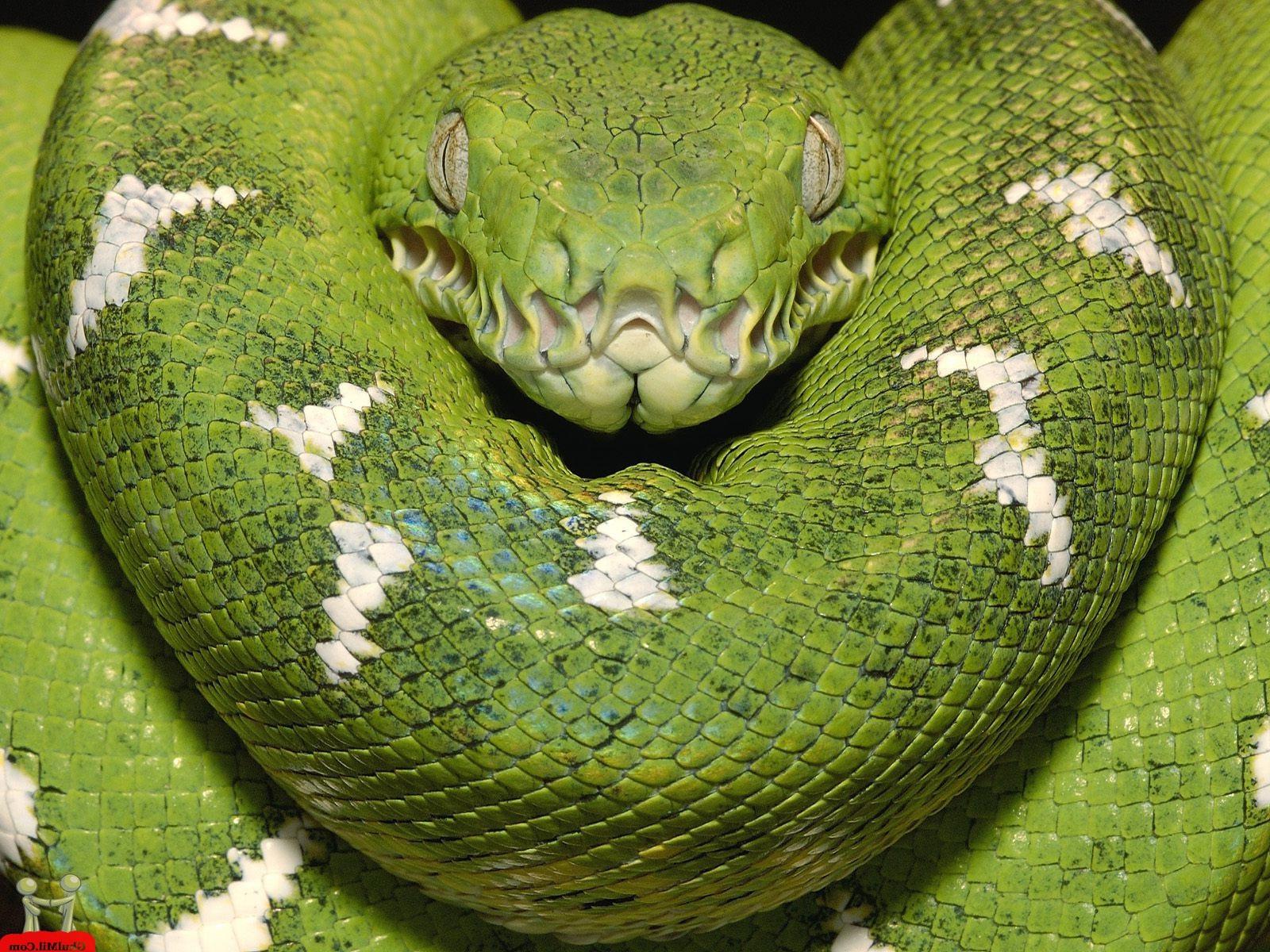 Beautiful Snake Wallpapers - Top Free Beautiful Snake Backgrounds ...