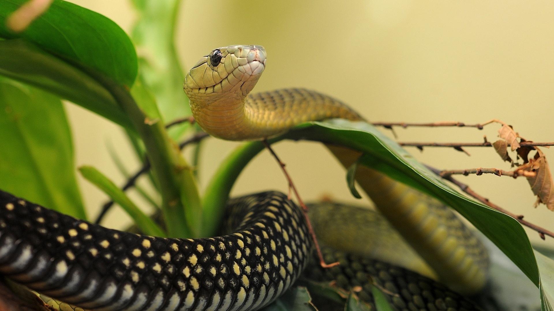 Beautiful Snake Wallpapers - Top Free Beautiful Snake Backgrounds ...