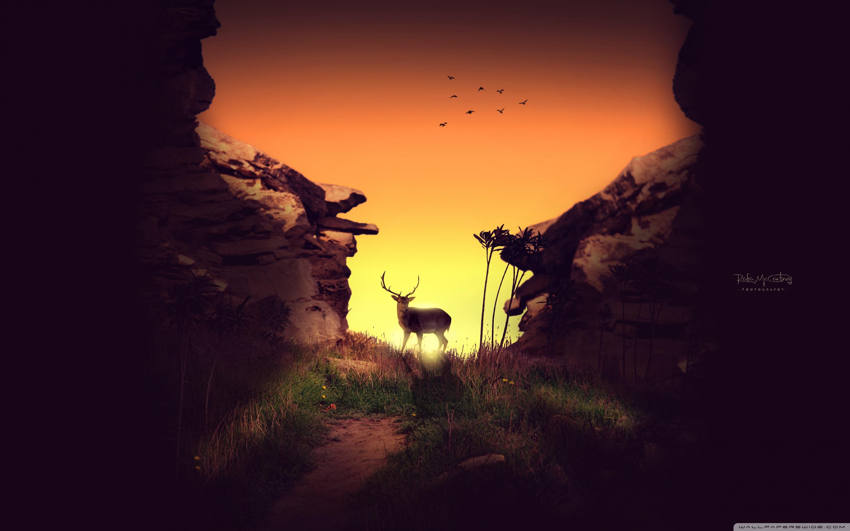 Deer Sunset Wallpapers - Top Free Deer Sunset Backgrounds - WallpaperAccess