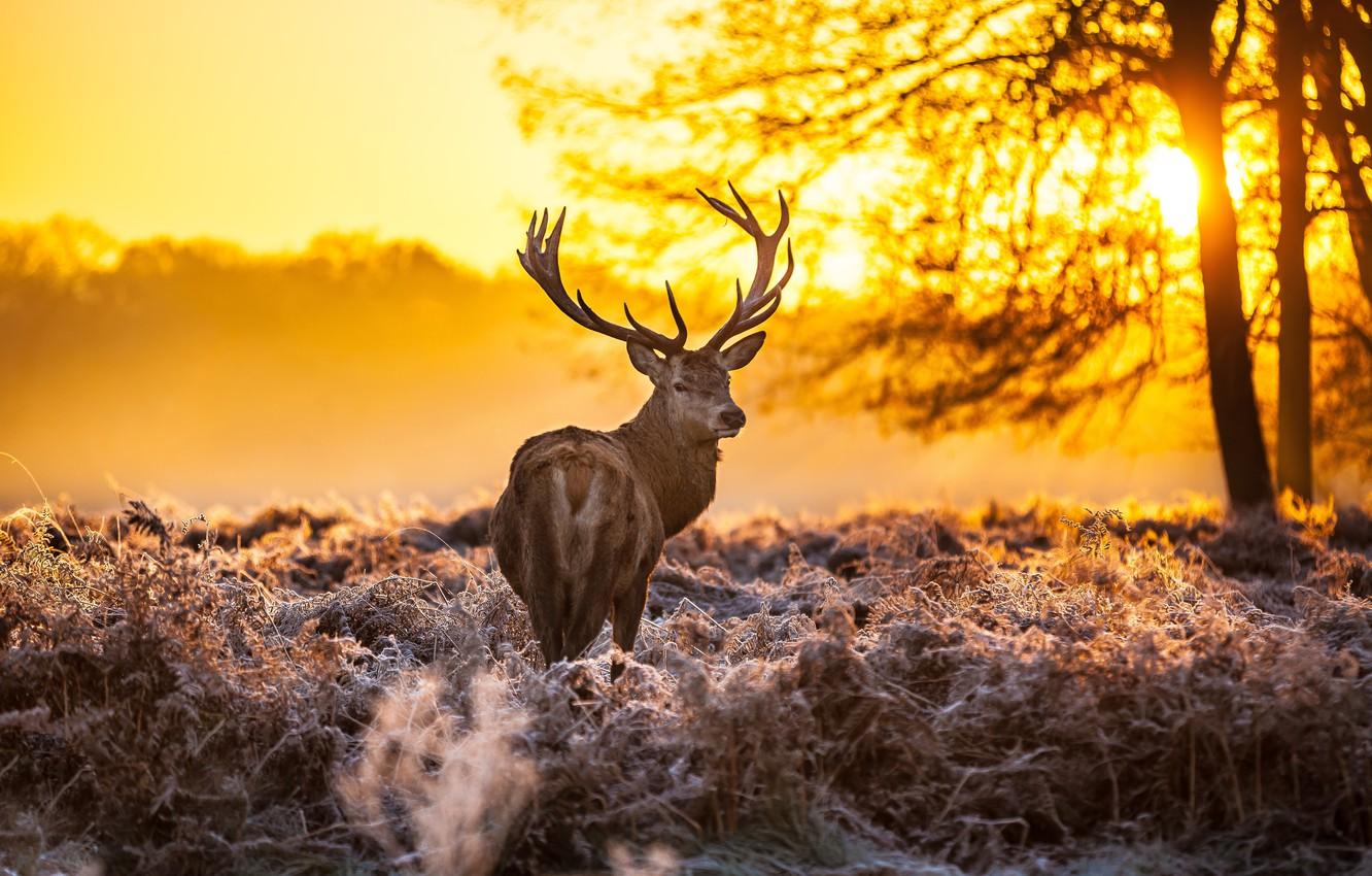 Deer Sunset Wallpapers - Top Free Deer Sunset Backgrounds - WallpaperAccess
