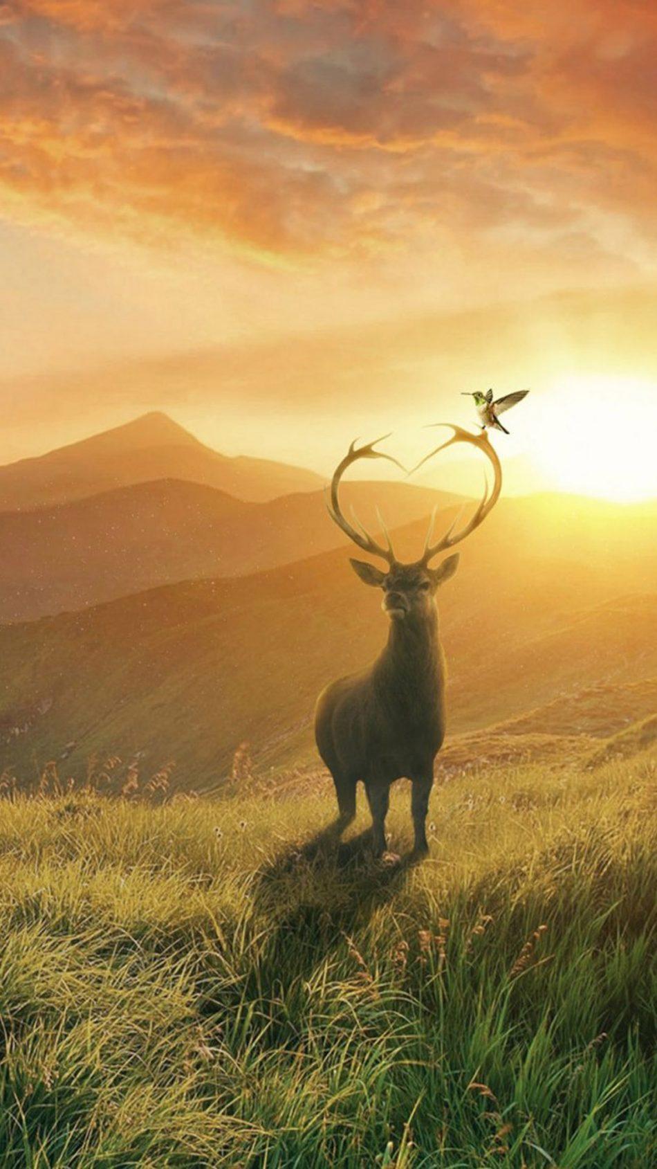 Deer Sunset Wallpapers - Top Free Deer Sunset Backgrounds - WallpaperAccess