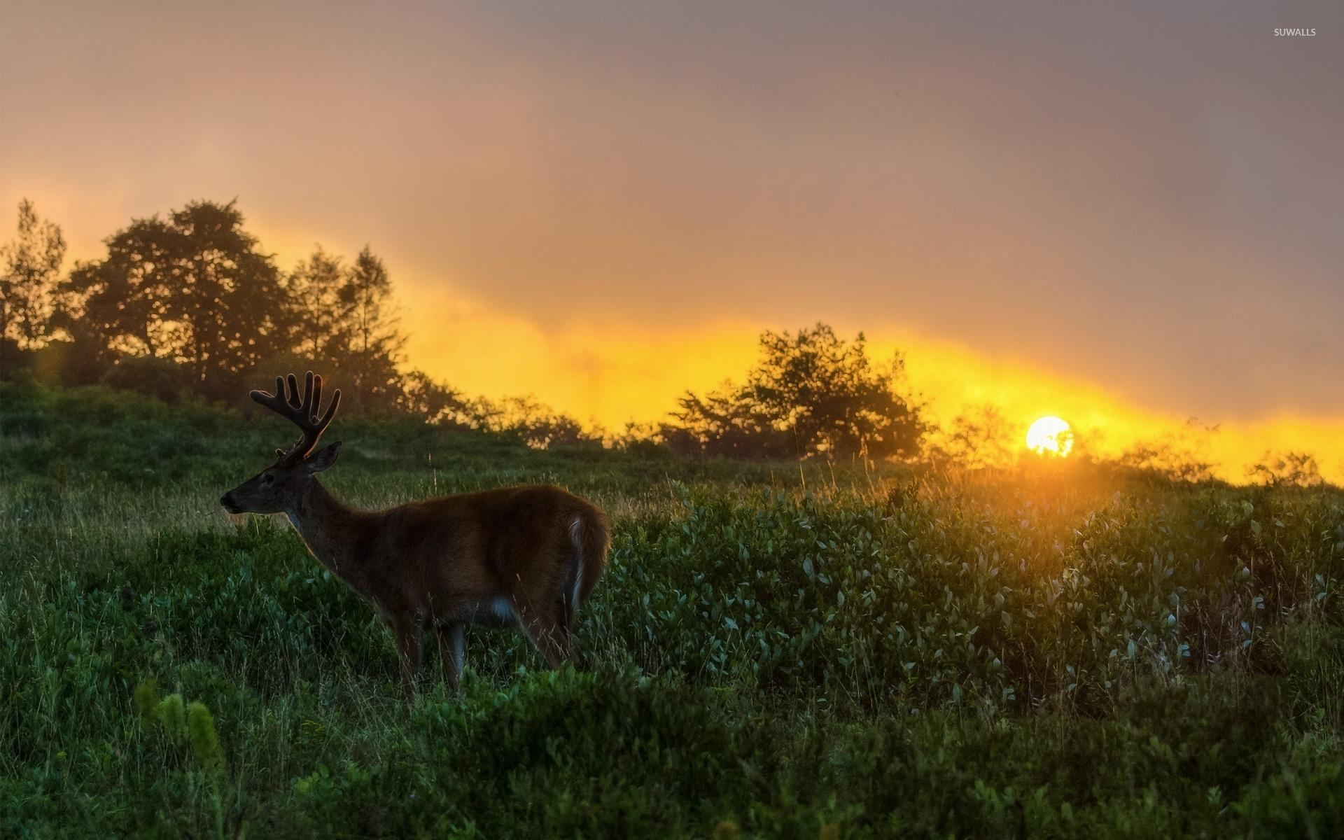 Deer Sunset Wallpapers - Top Free Deer Sunset Backgrounds - WallpaperAccess