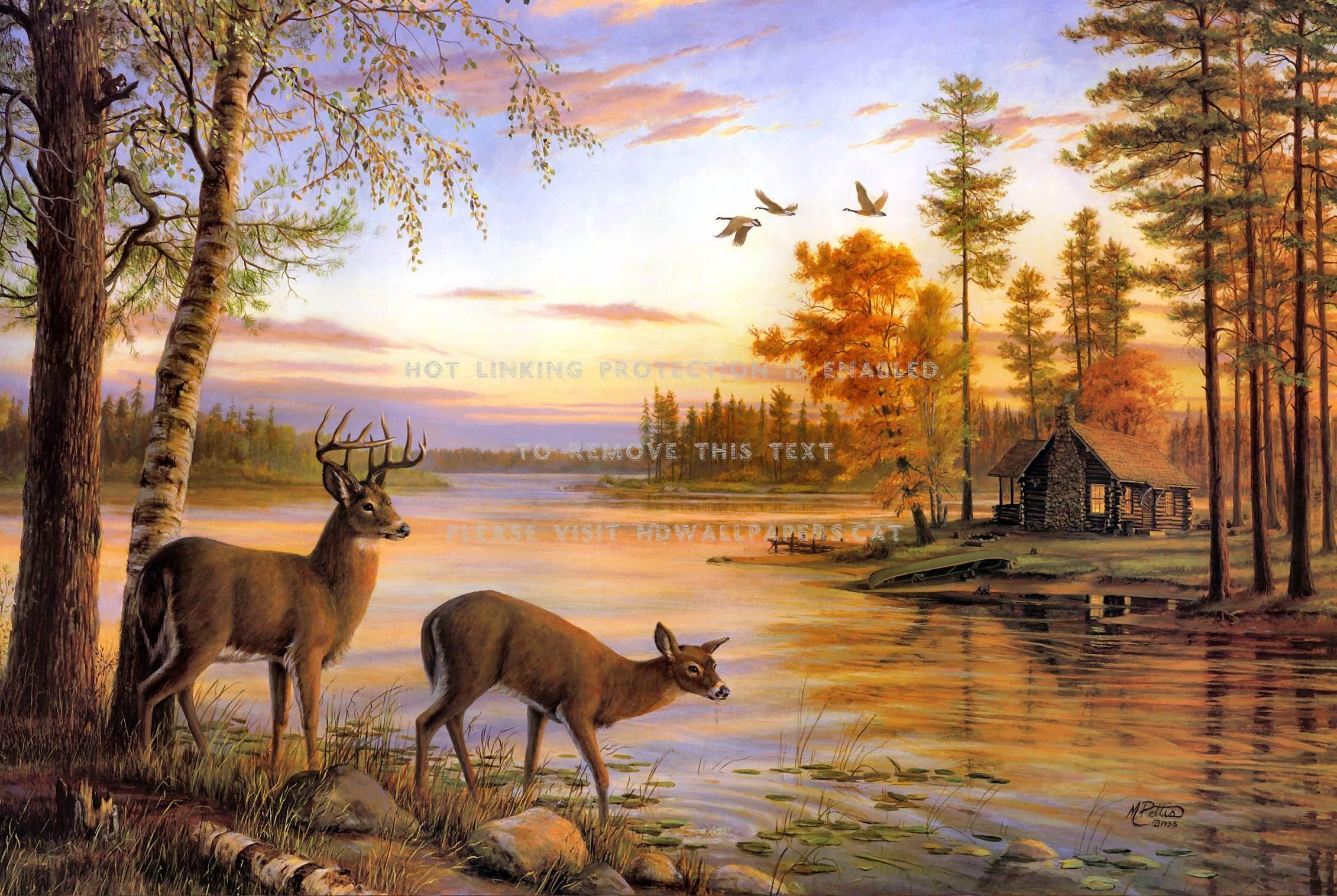 Deer Sunset Wallpapers - Top Free Deer Sunset Backgrounds - WallpaperAccess