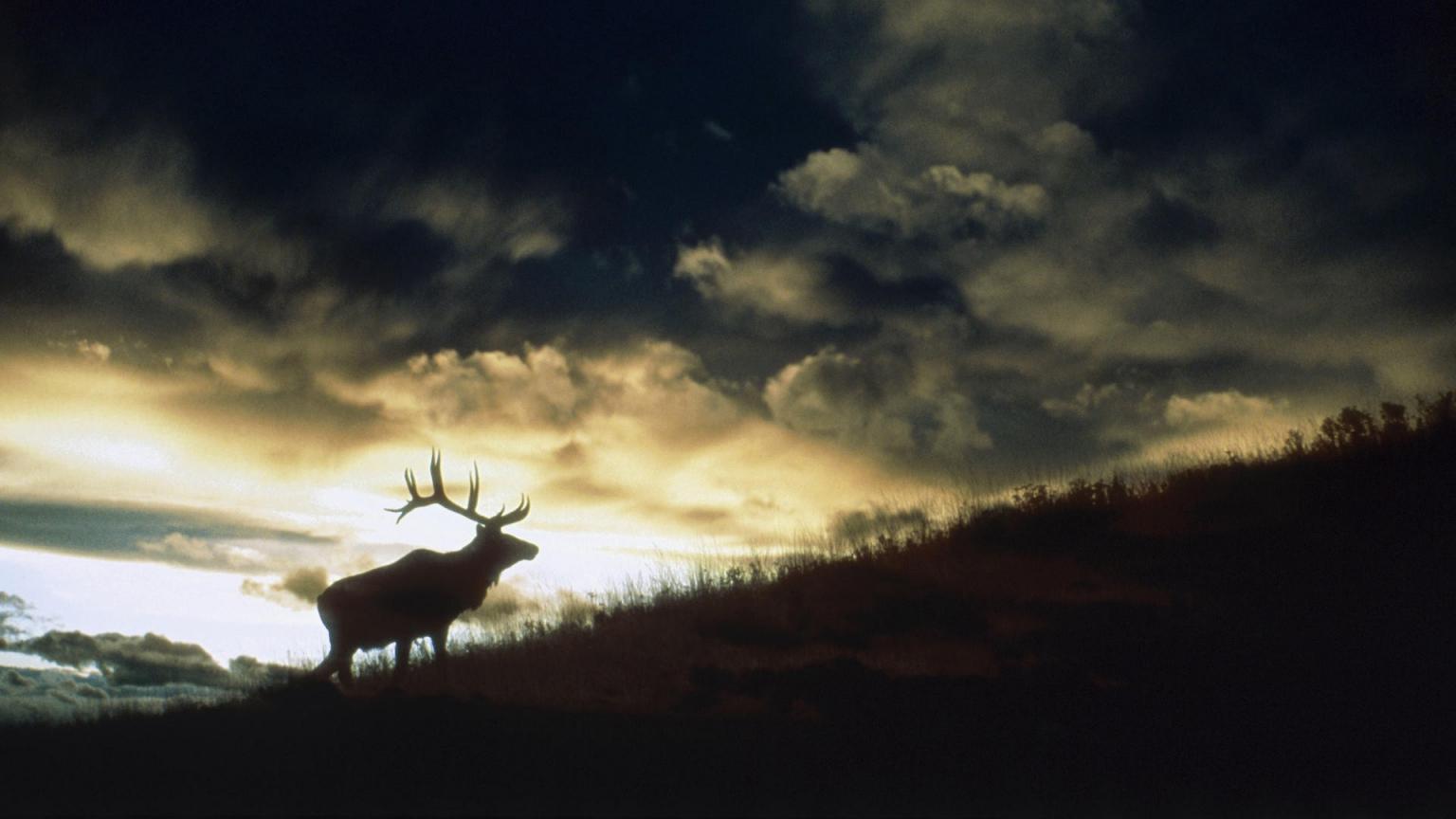 Deer Sunset Wallpapers - Top Free Deer Sunset Backgrounds - WallpaperAccess