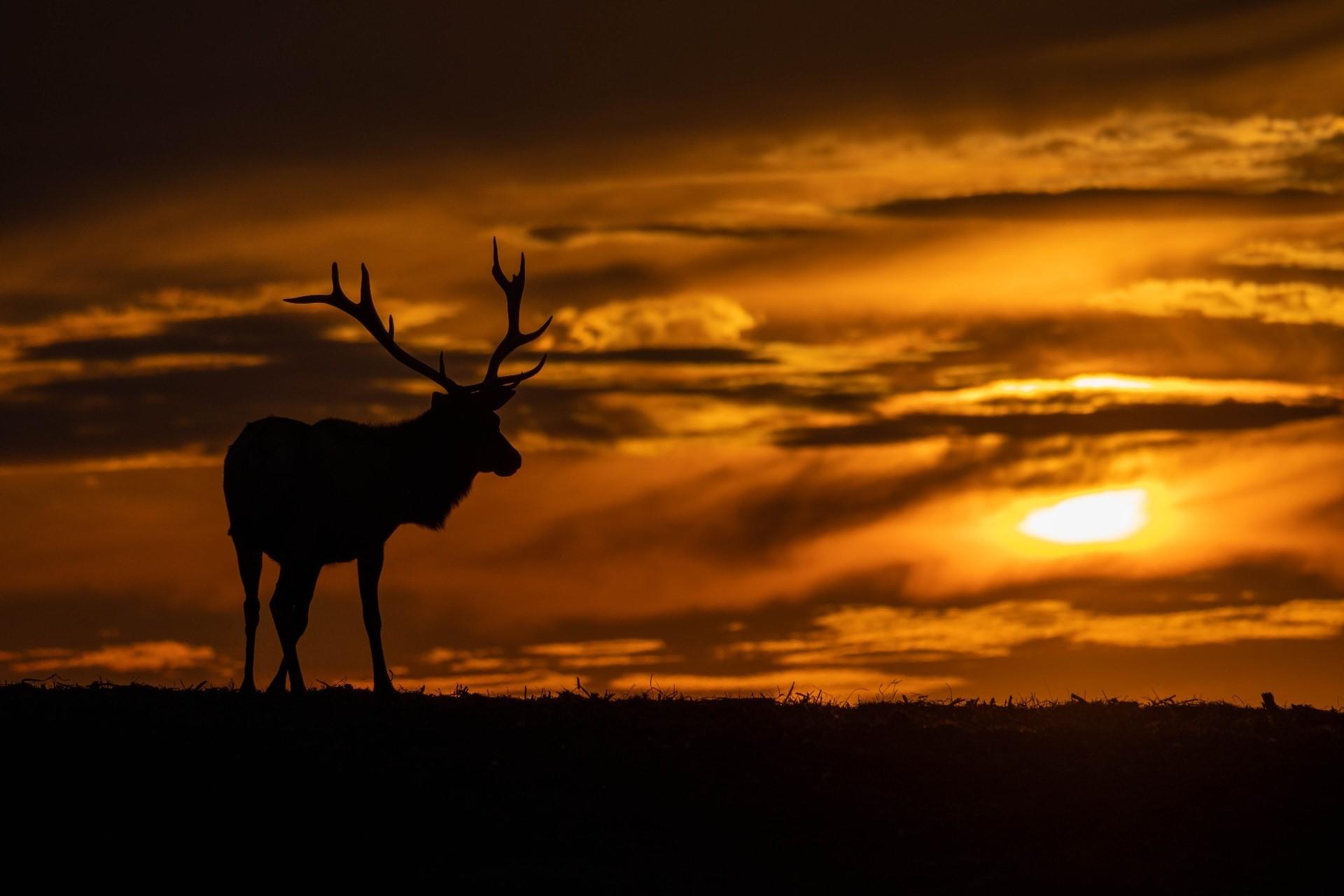 Deer Sunset Wallpapers - Top Free Deer Sunset Backgrounds - WallpaperAccess