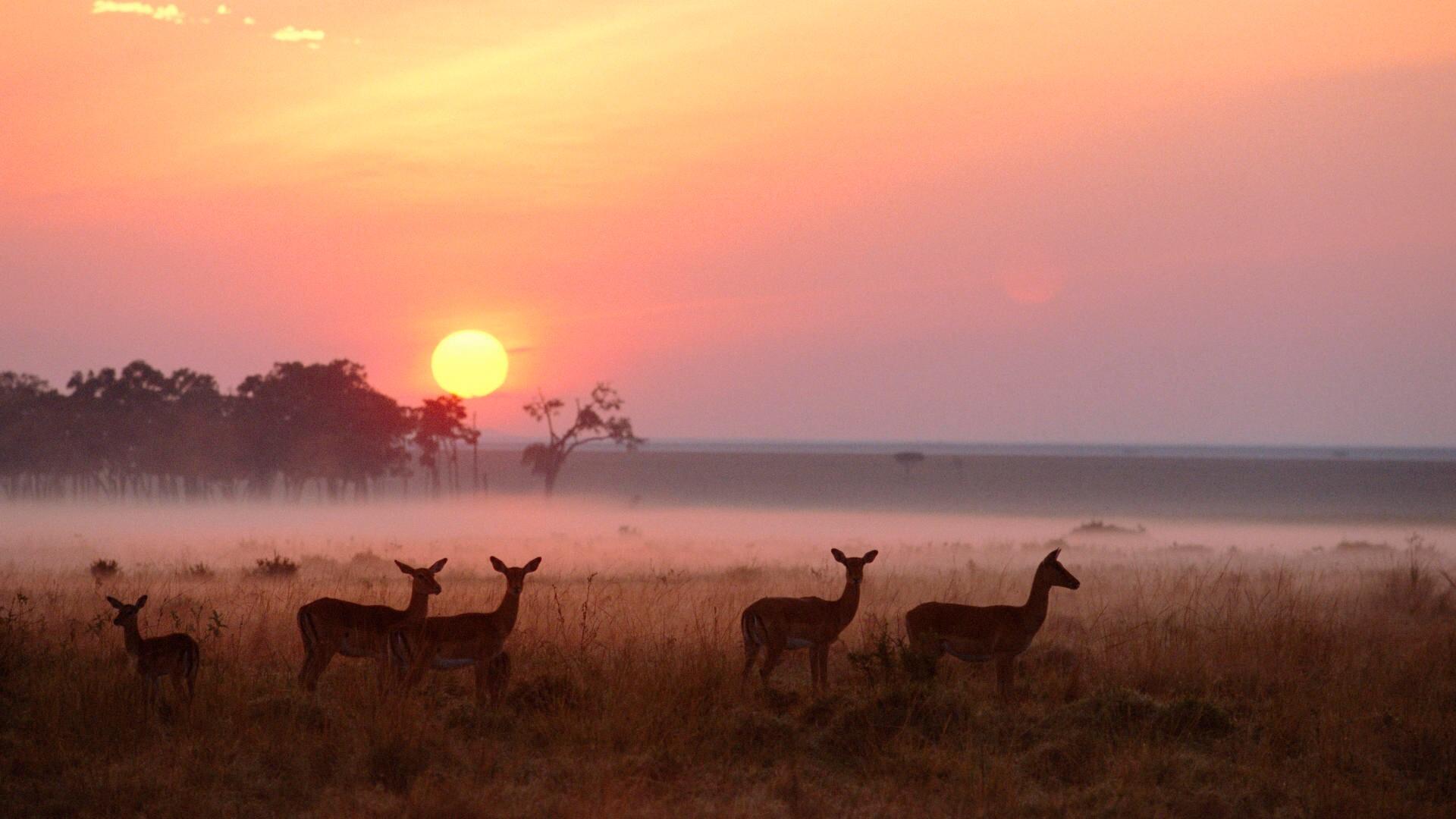 Deer Sunset Wallpapers - Top Free Deer Sunset Backgrounds - WallpaperAccess