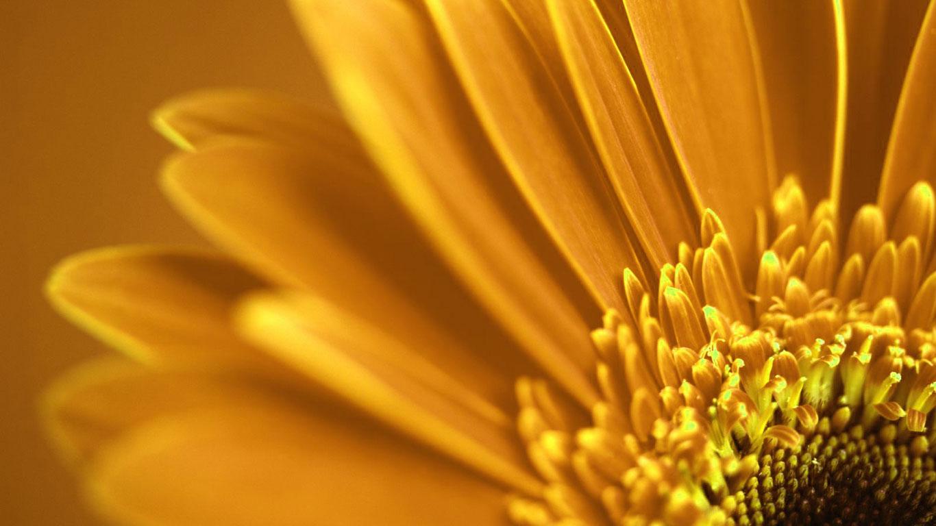 August Flowers Wallpapers - Top Free August Flowers Backgrounds ...