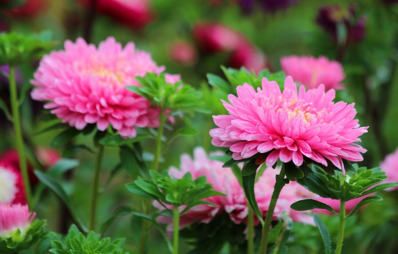 August Flowers Wallpapers - Top Free August Flowers Backgrounds ...