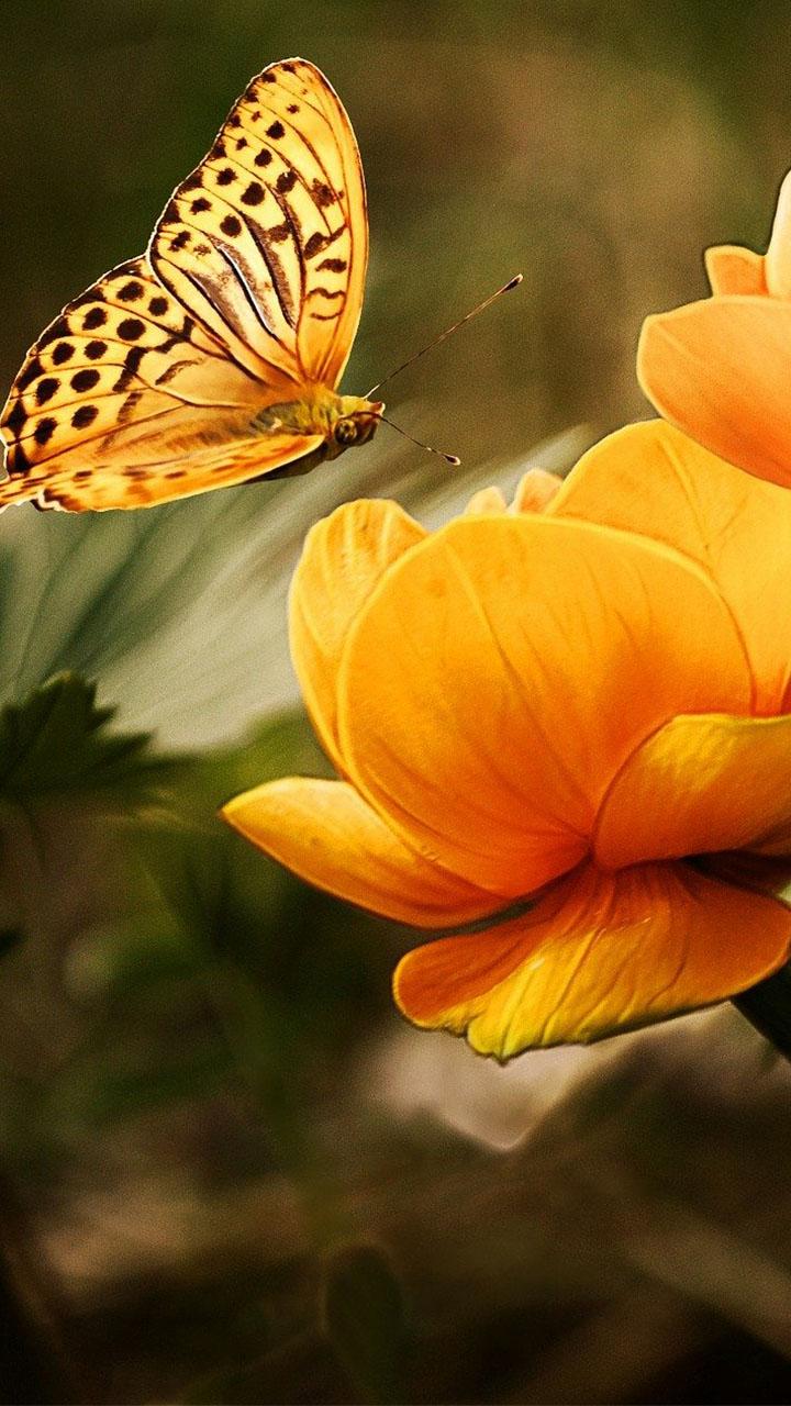 August Flowers Wallpapers - Top Free August Flowers Backgrounds ...