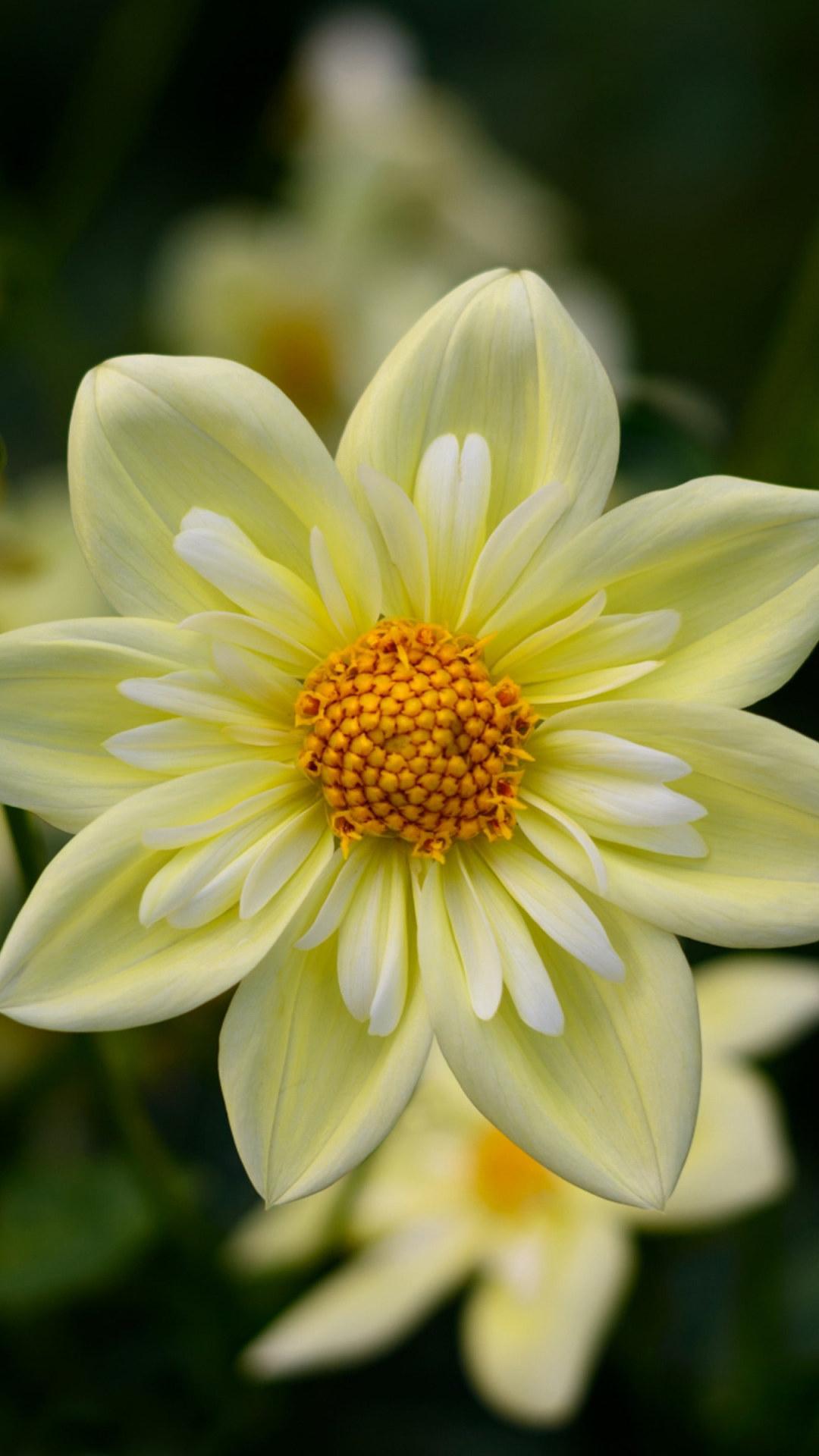 August Flowers Wallpapers - Top Free August Flowers Backgrounds ...