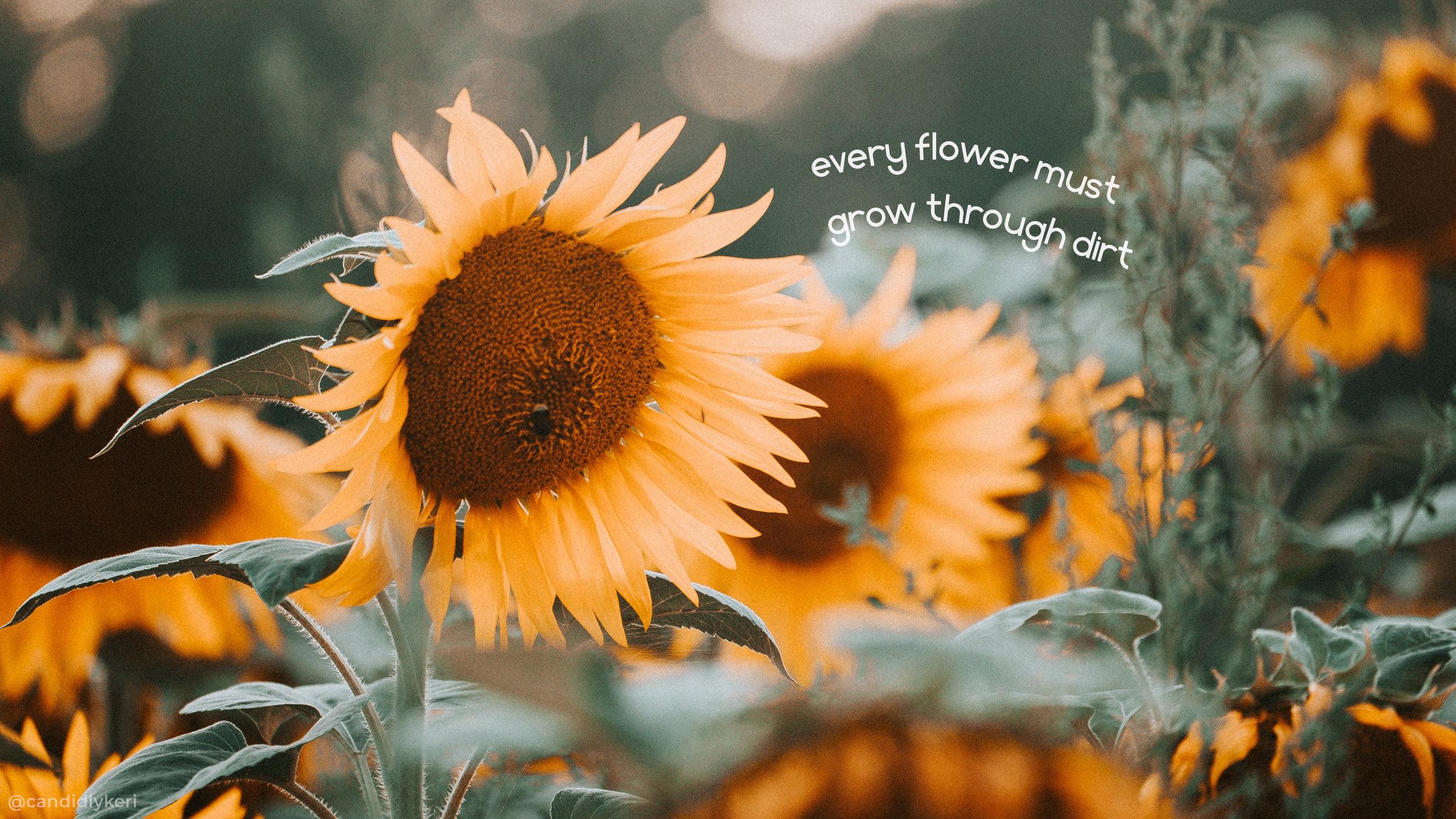 August Flowers Wallpapers - Top Free August Flowers Backgrounds ...