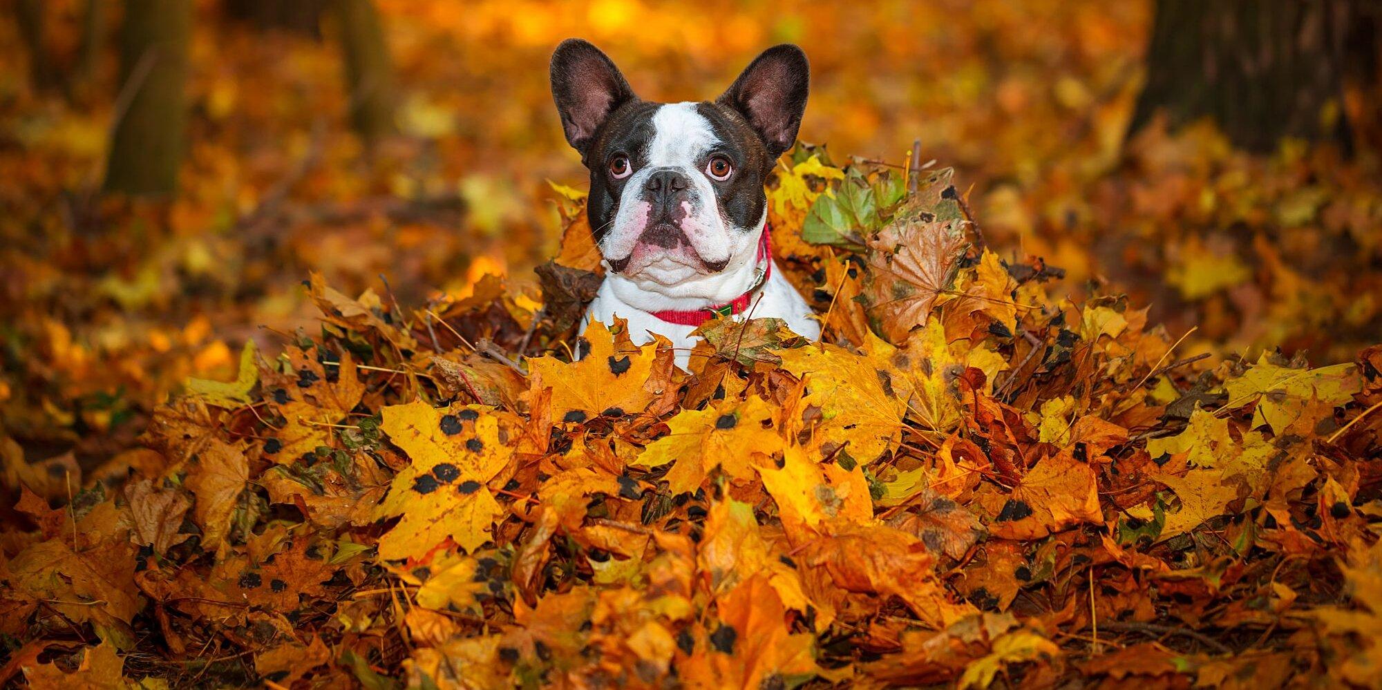 Autumn Kittens and Puppies Wallpapers - Top Free Autumn Kittens and ...