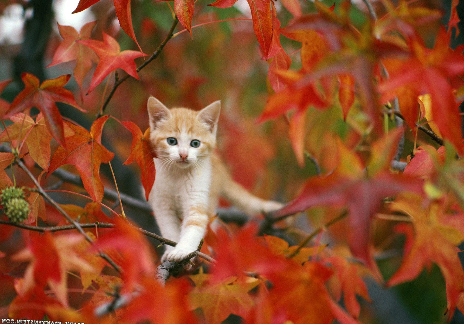 Autumn Kittens and Puppies Wallpapers - Top Free Autumn Kittens and ...
