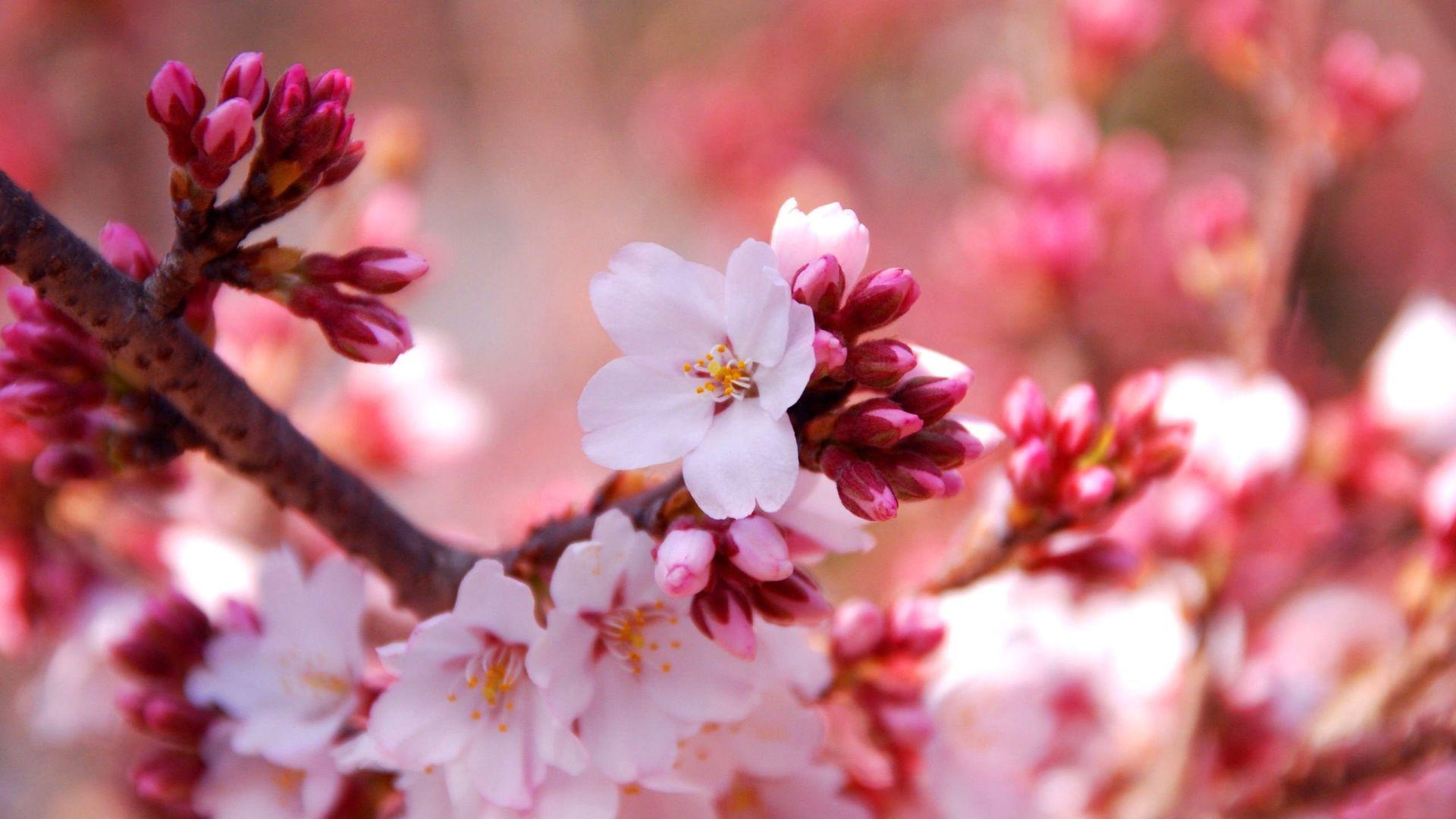 Sakura Flower HD Wallpapers - Top Free Sakura Flower HD Backgrounds ...