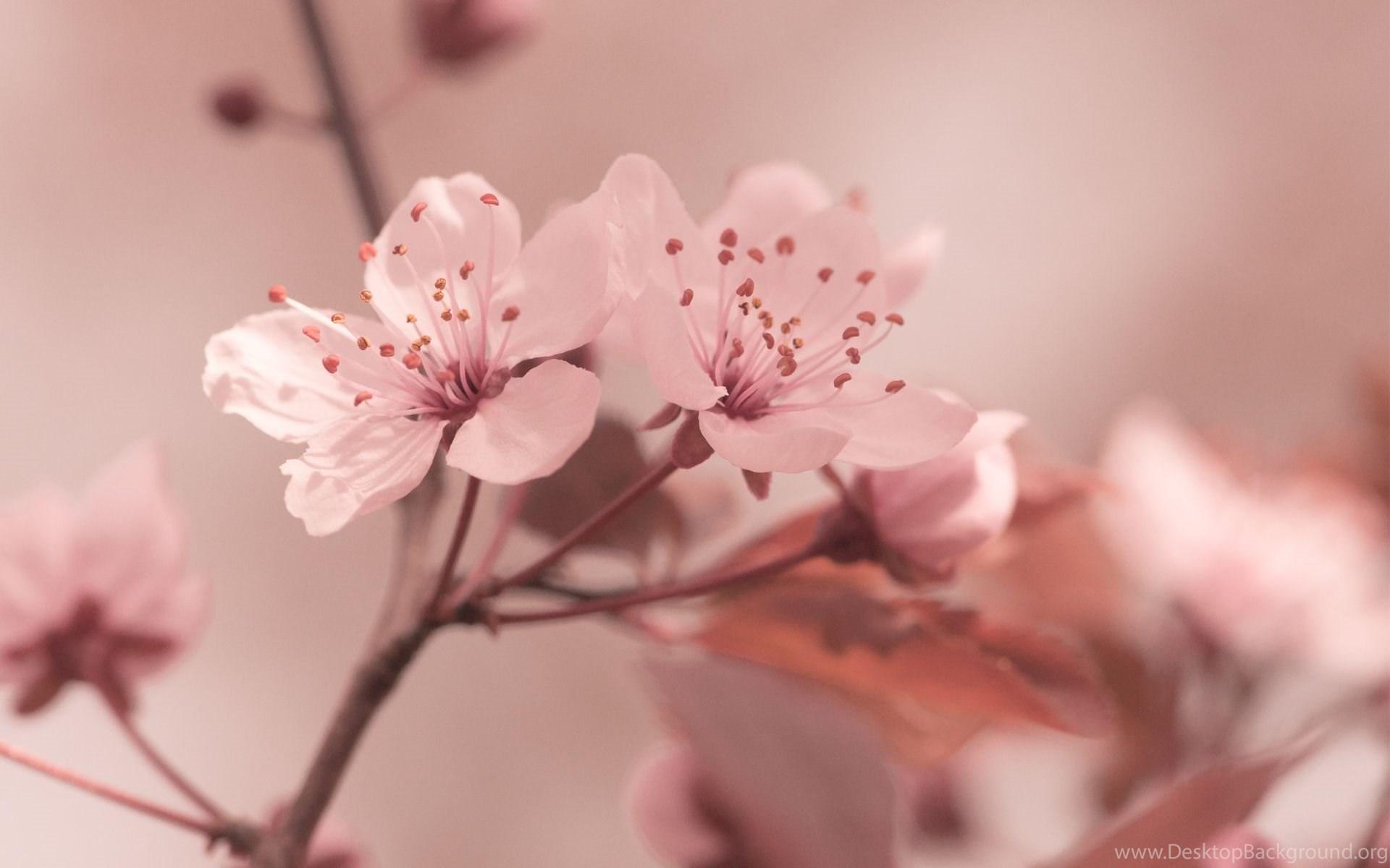 Sakura Flower HD Wallpapers - Top Free Sakura Flower HD Backgrounds ...