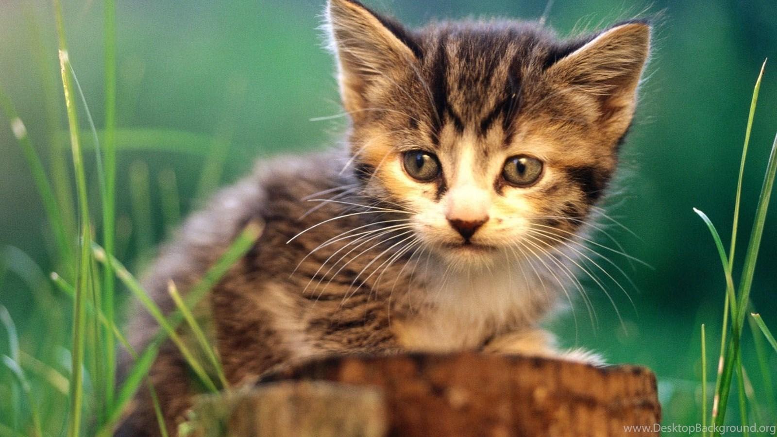 Modern Cat Wallpapers - Top Free Modern Cat Backgrounds - WallpaperAccess
