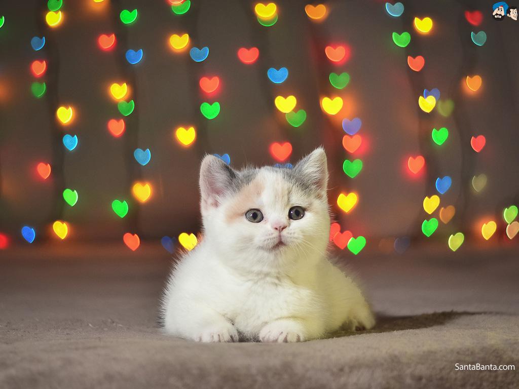 Modern Cat Wallpapers - Top Free Modern Cat Backgrounds - WallpaperAccess