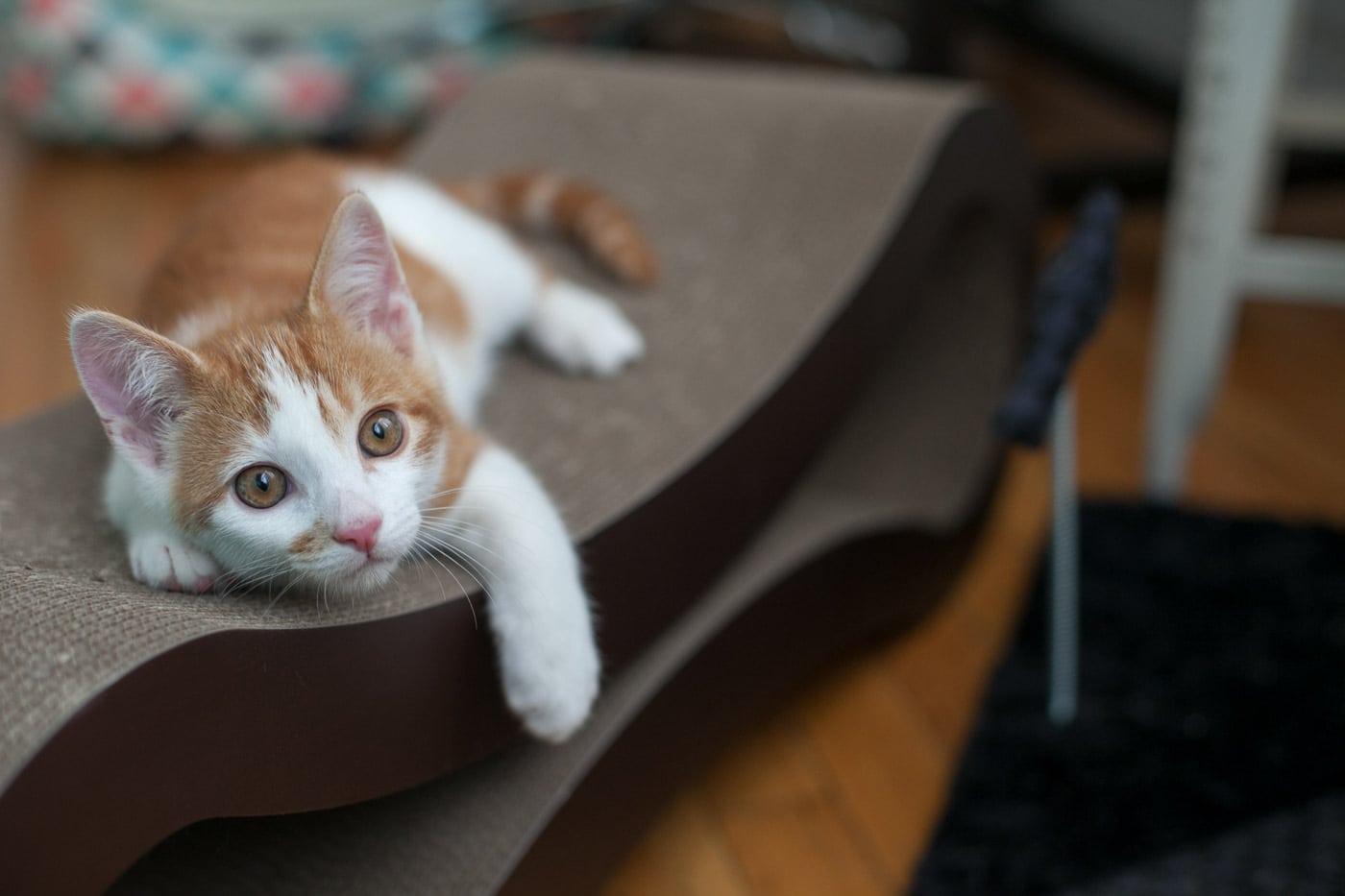 Modern Cat Wallpapers - Top Free Modern Cat Backgrounds - WallpaperAccess