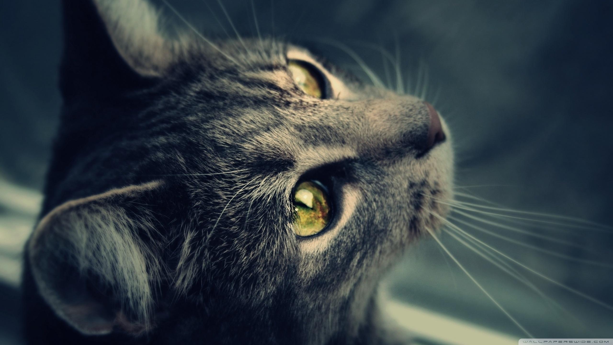 Modern Cat Wallpapers - Top Free Modern Cat Backgrounds - WallpaperAccess