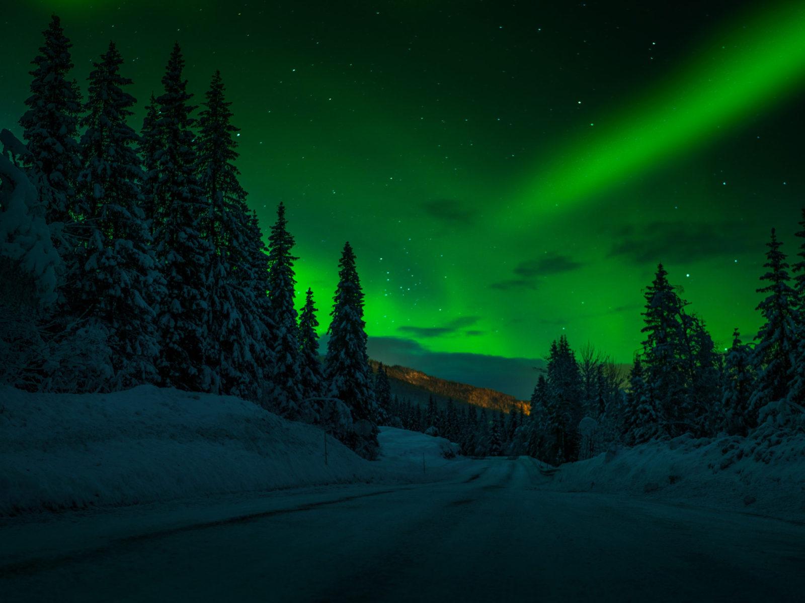 Night Trees Desktop Wallpapers - Top Free Night Trees Desktop ...