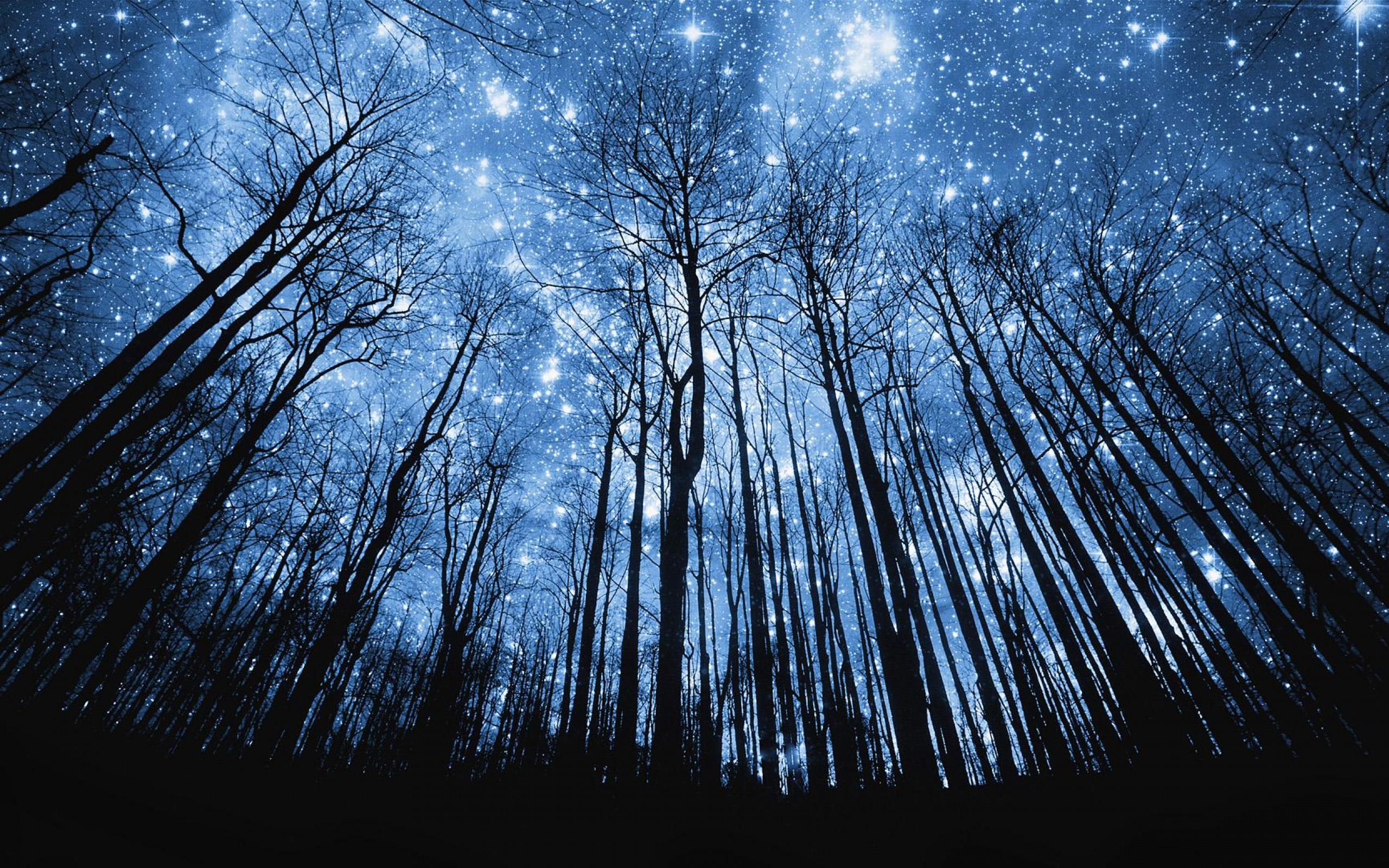 Night Trees Desktop Wallpapers - Top Free Night Trees Desktop ...