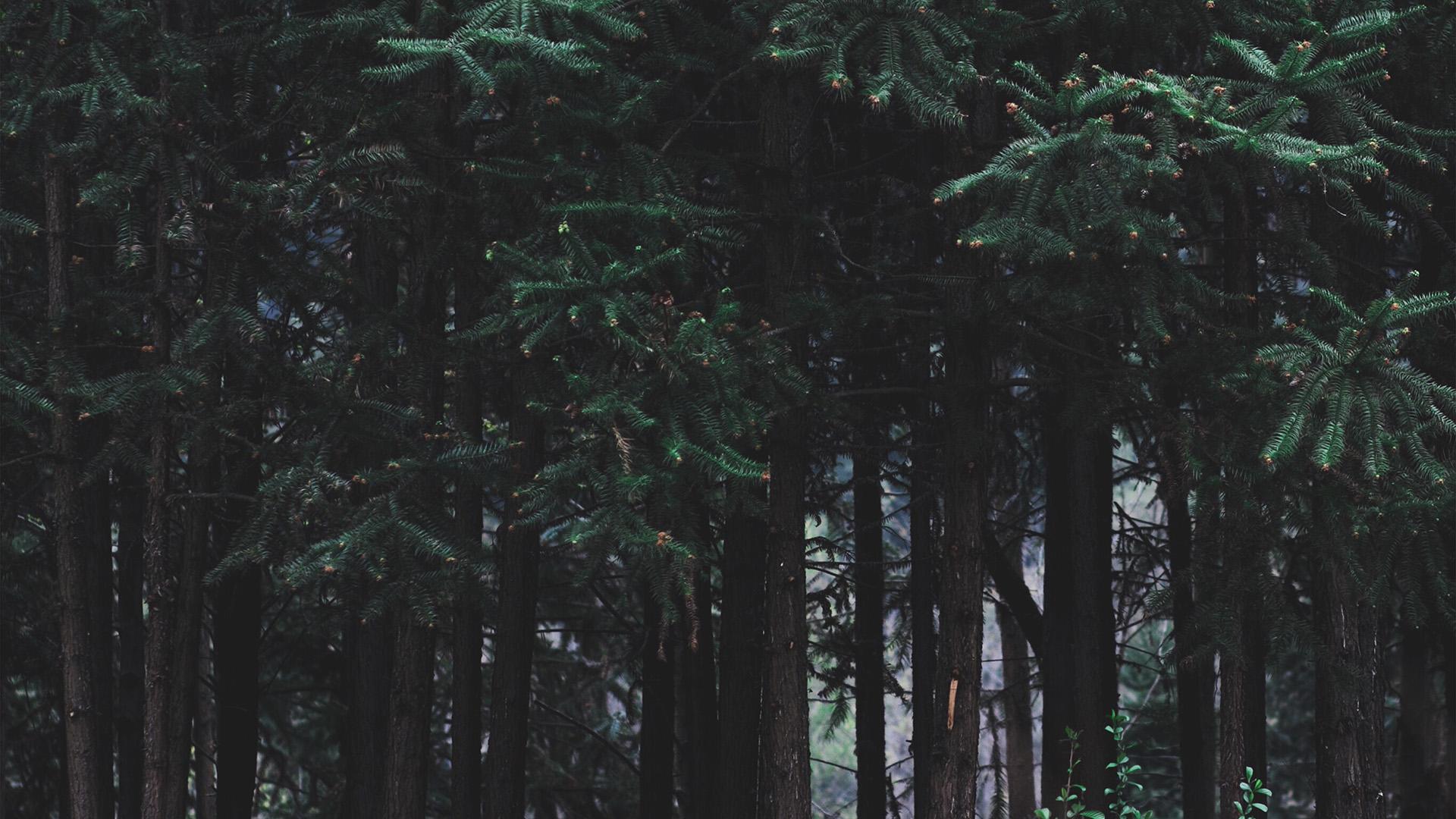 Night Trees Desktop Wallpapers - Top Free Night Trees Desktop ...