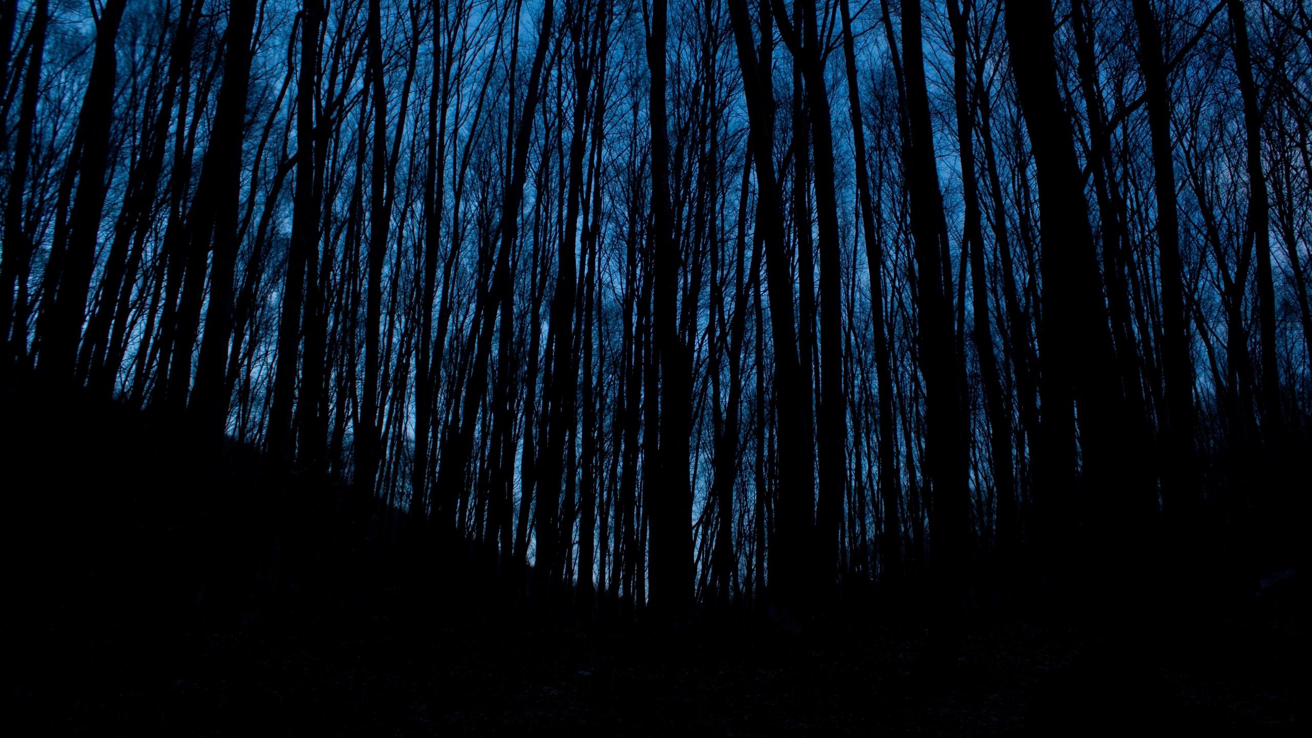 Night Trees Desktop Wallpapers - Top Free Night Trees Desktop ...