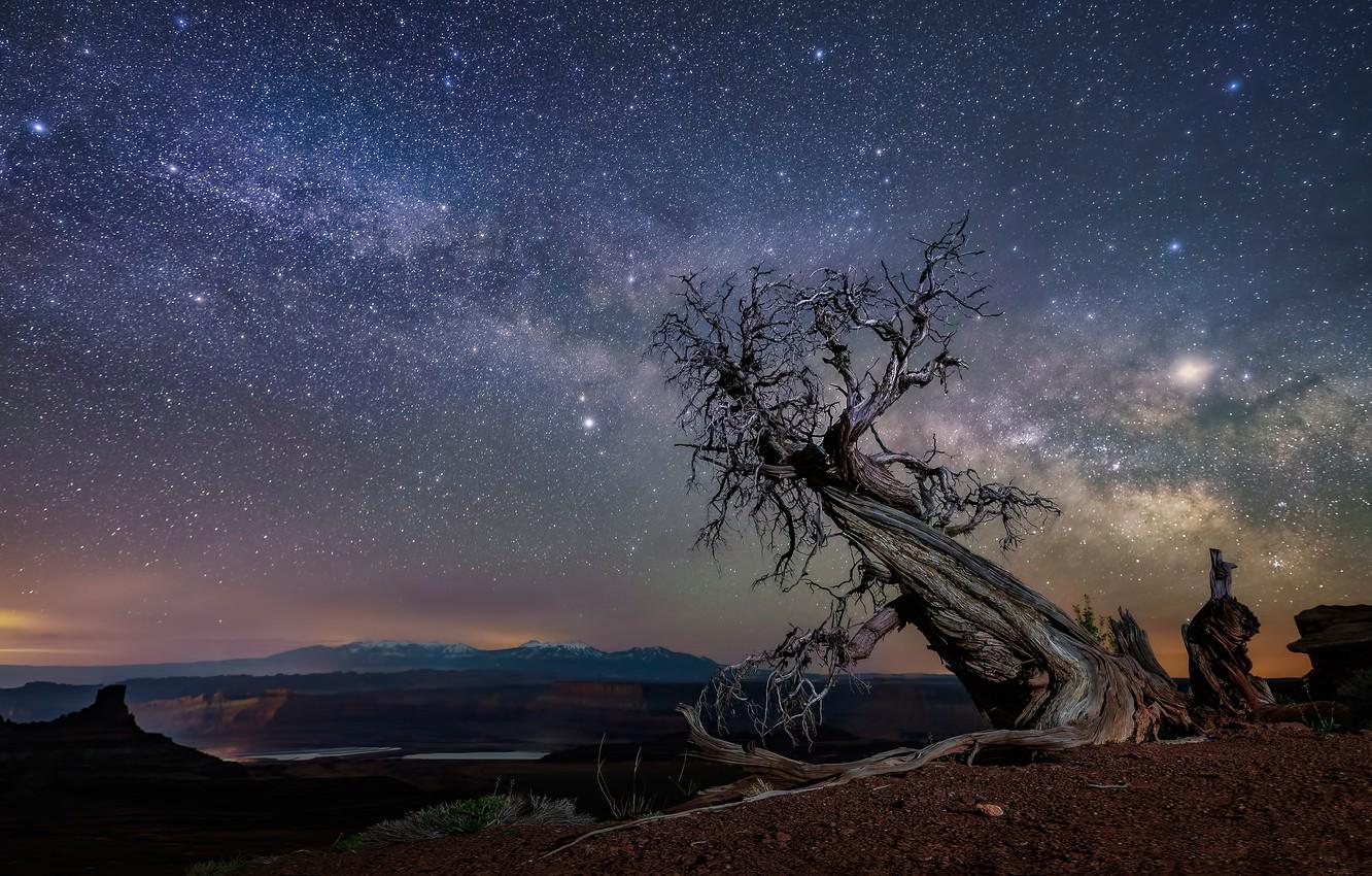 Night Trees Desktop Wallpapers - Top Free Night Trees Desktop ...
