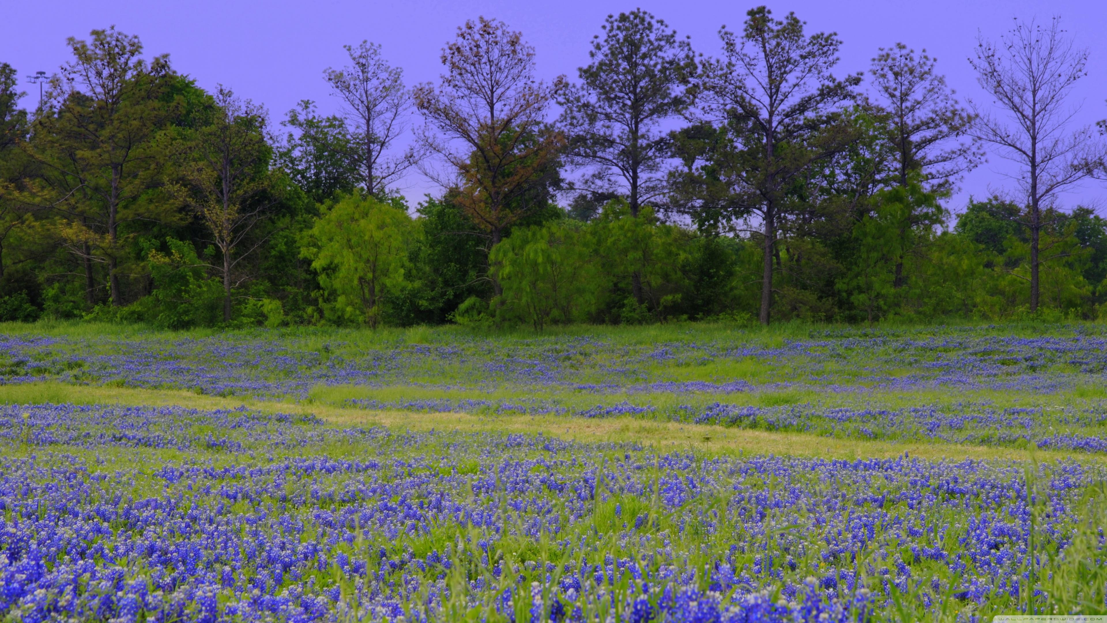 Texas 4K Wallpapers - Top Free Texas 4K Backgrounds - WallpaperAccess