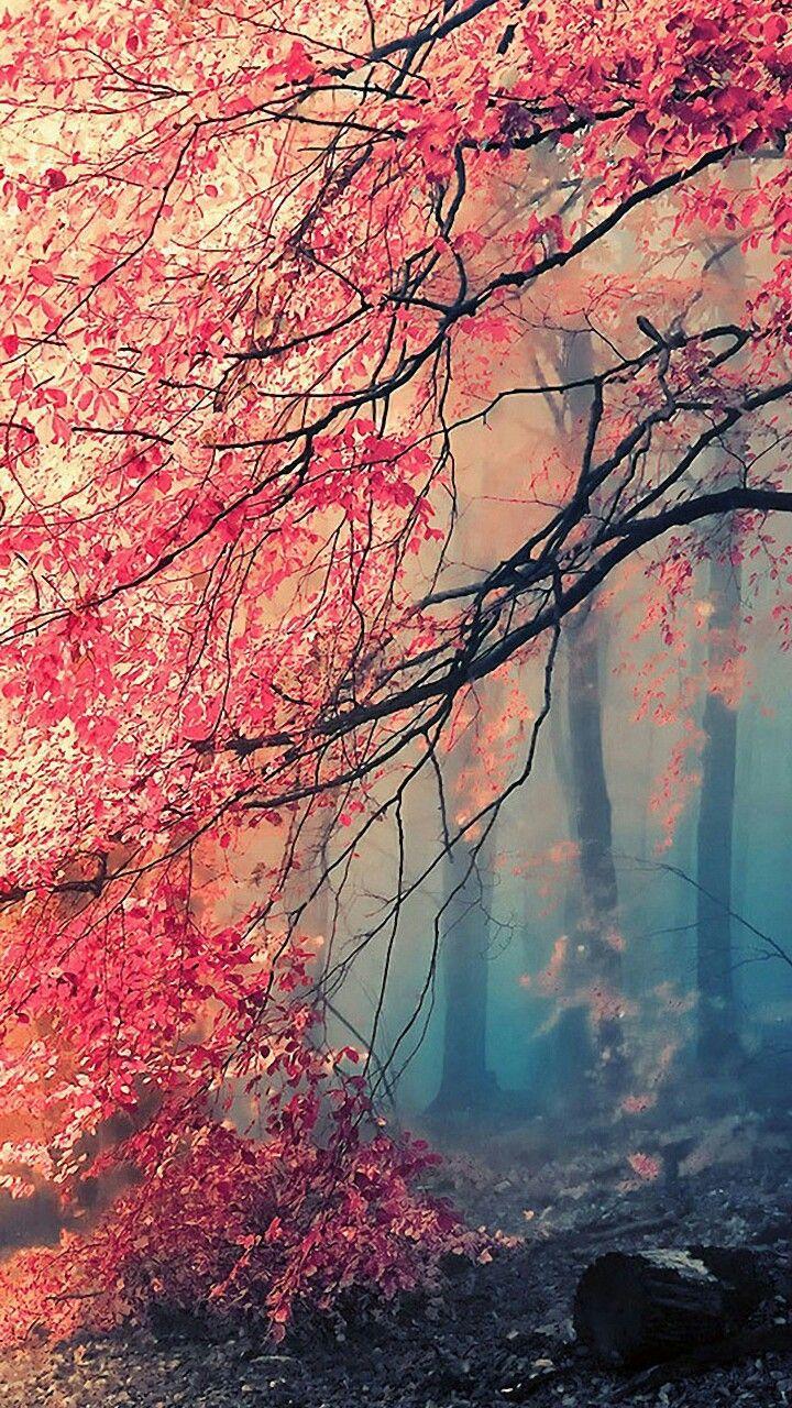 Pink Forest Phone Wallpapers - Top Free Pink Forest Phone Backgrounds ...