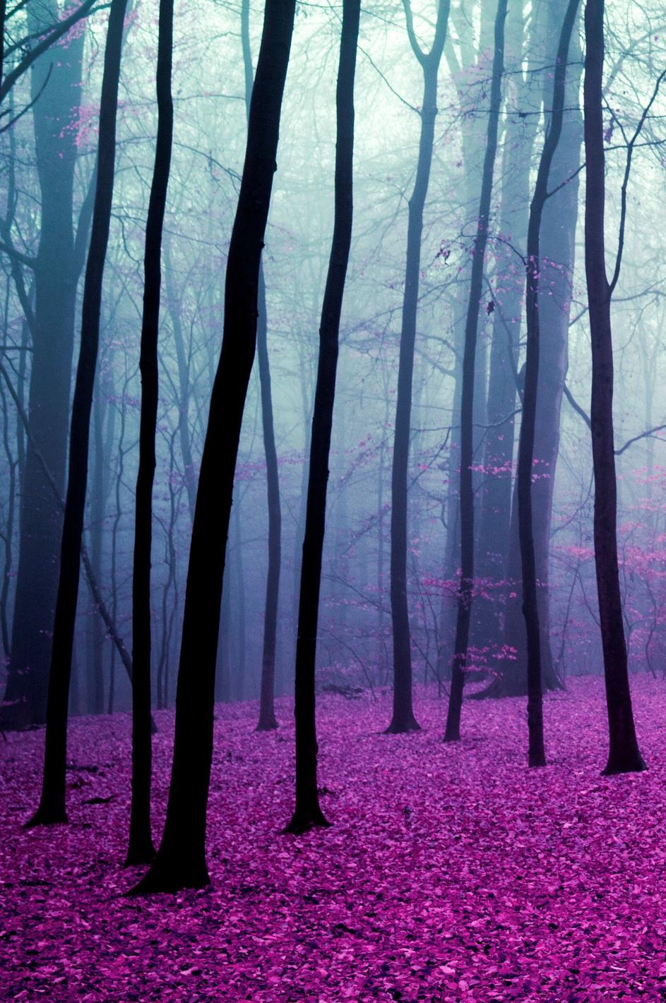 Pink Forest Phone Wallpapers - Top Free Pink Forest Phone Backgrounds ...