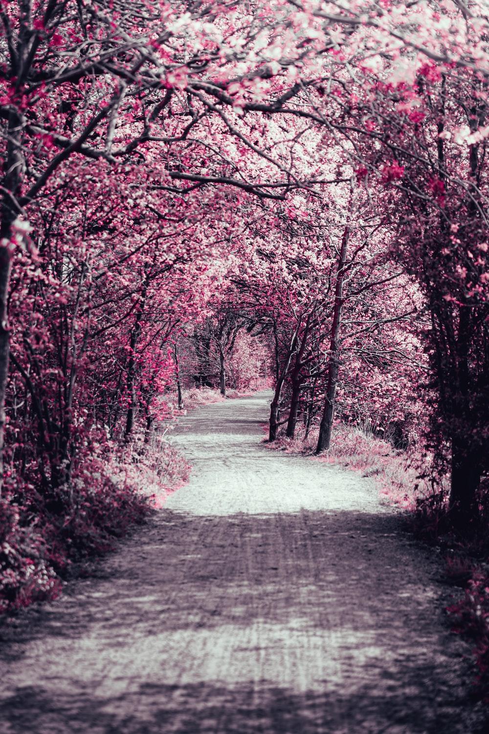 Pink Forest Phone Wallpapers - Top Free Pink Forest Phone Backgrounds ...