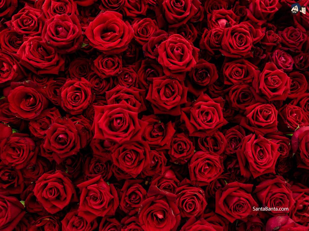 Beautiful Red Rose Wallpapers - Top Free Beautiful Red Rose Backgrounds ...