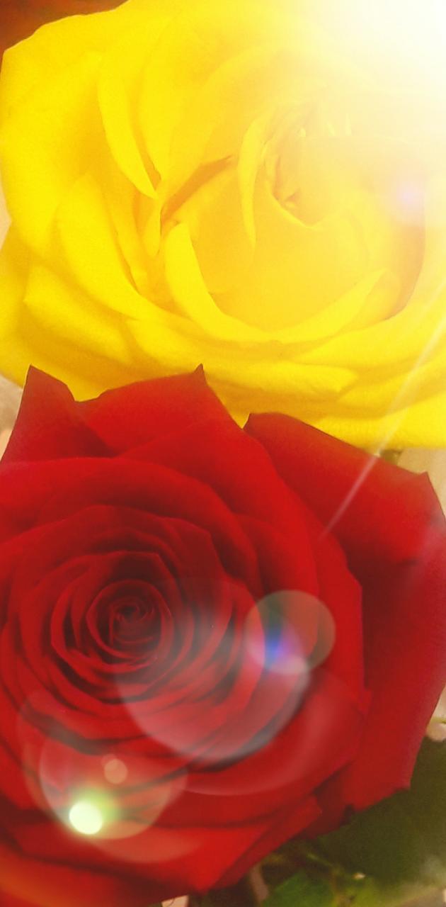 Yellow Roses Romantic Wallpapers - Top Free Yellow Roses Romantic ...