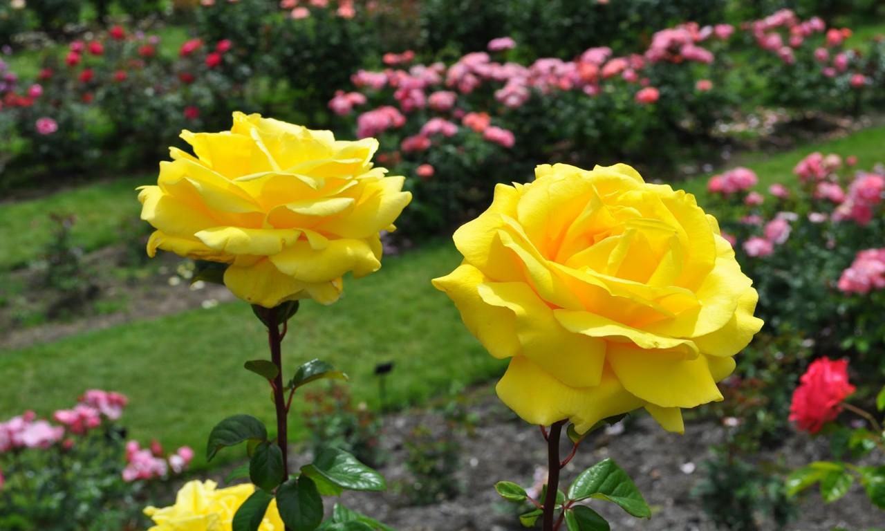 Yellow Roses Romantic Wallpapers - Top Free Yellow Roses Romantic ...
