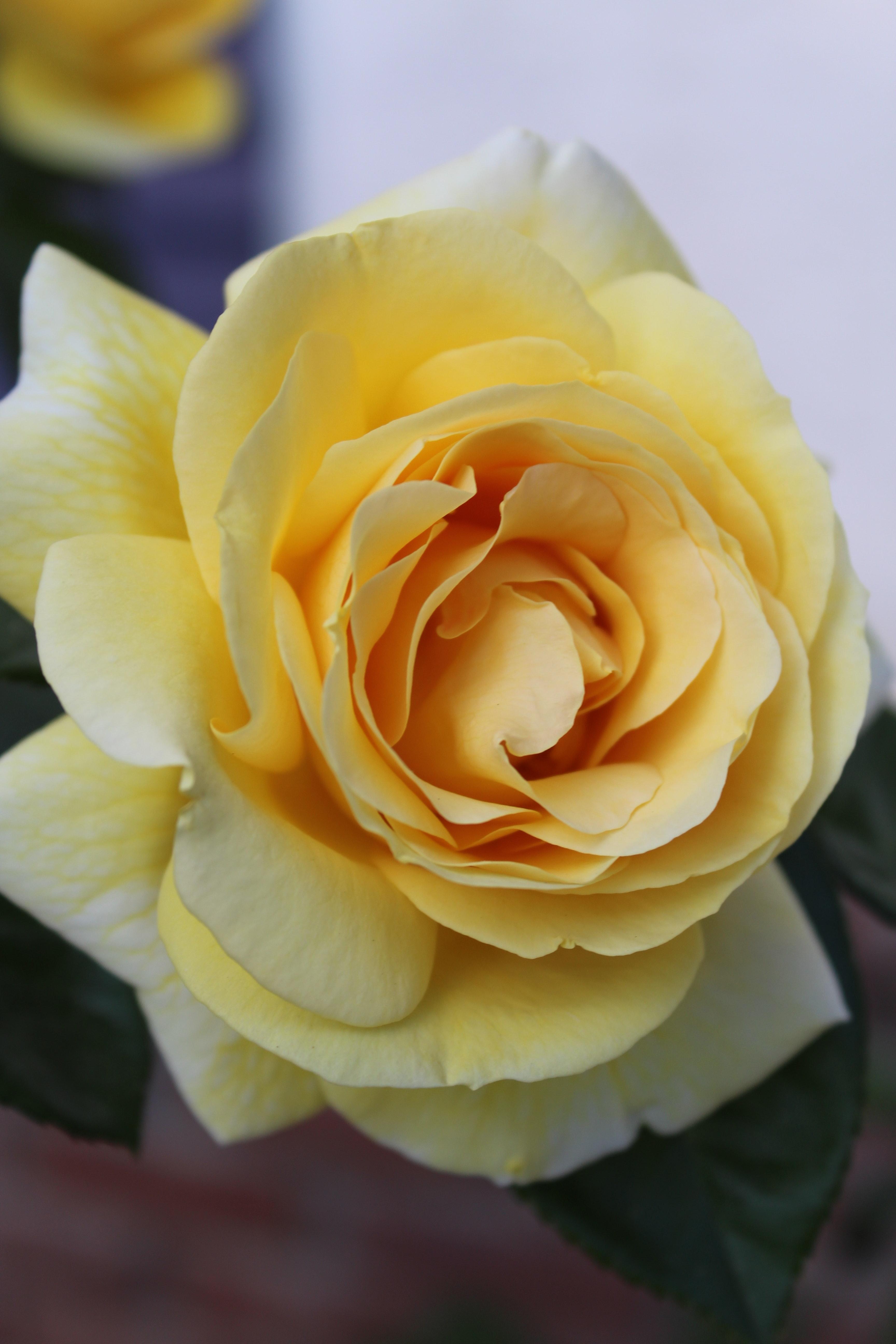 Yellow Roses Romantic Wallpapers - Top Free Yellow Roses Romantic ...