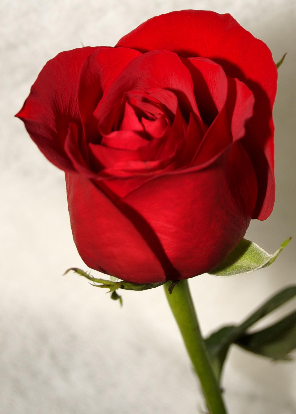 Beautiful Red Rose Wallpapers - Top Free Beautiful Red Rose Backgrounds ...