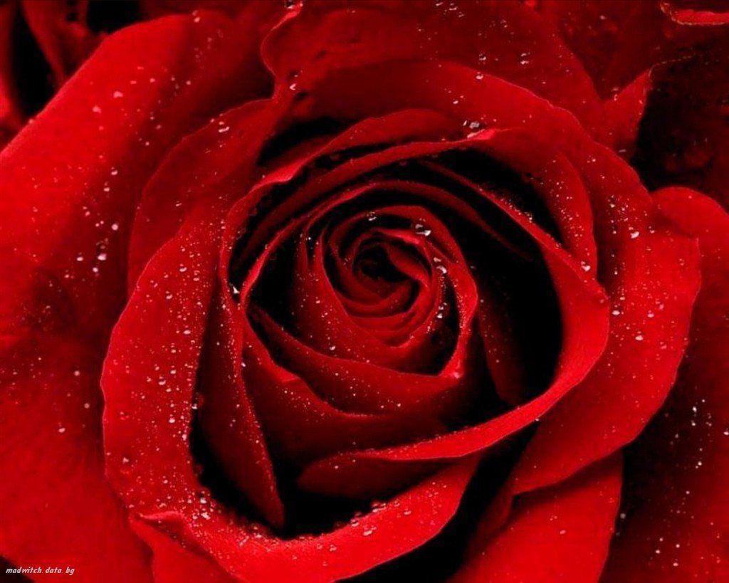 Beautiful Red Rose Wallpapers - Top Free Beautiful Red Rose Backgrounds ...