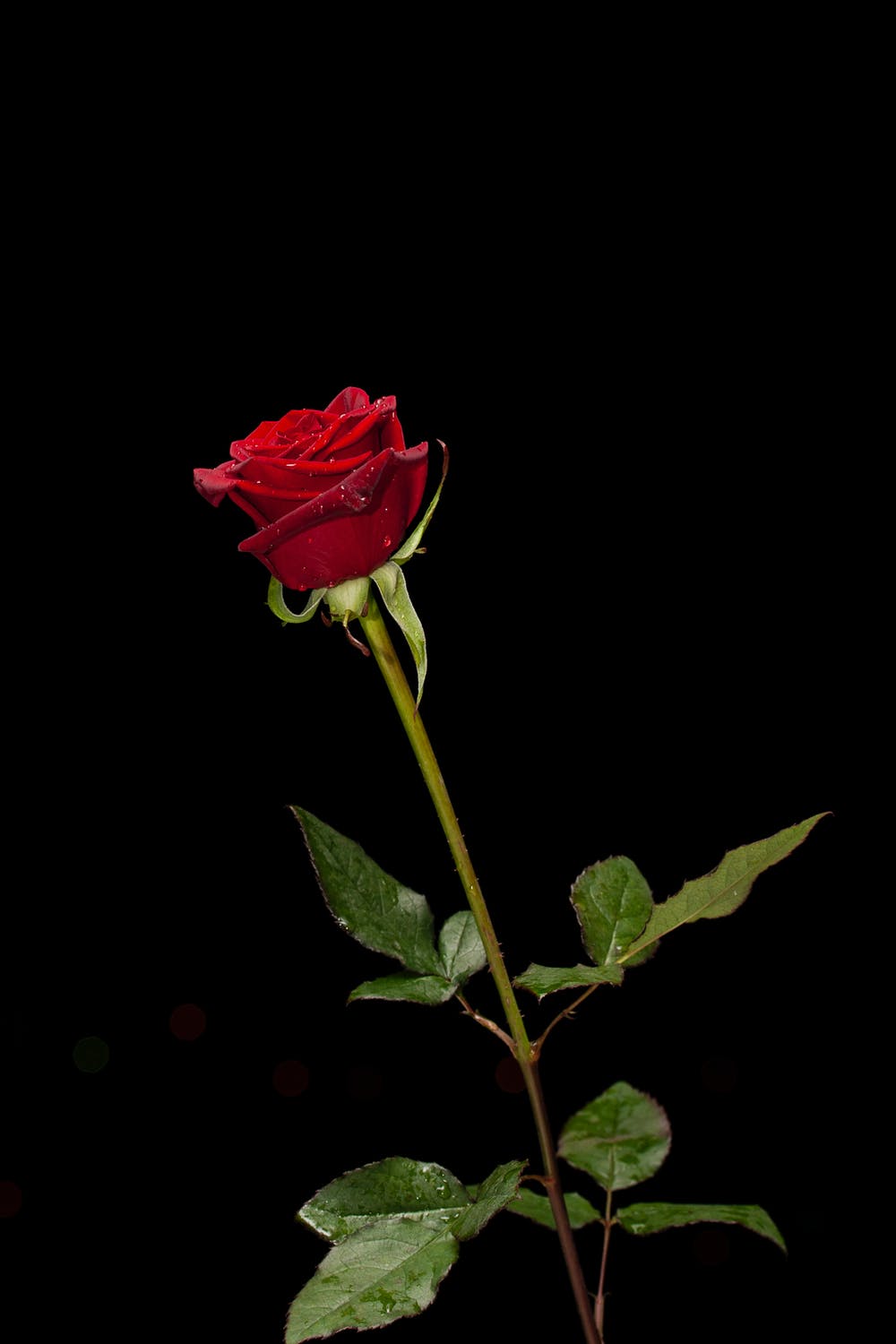 Beautiful Red Rose Wallpapers - Top Free Beautiful Red Rose Backgrounds ...